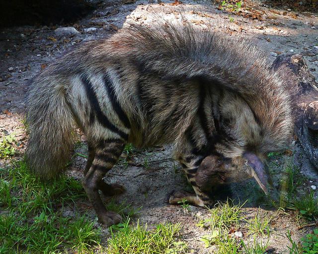 Striped ball of floof - This sub needs more stripes #4 | Scrolller