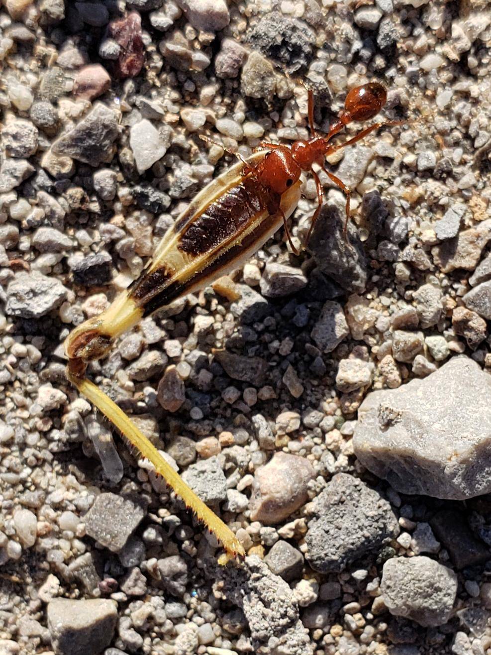 Strong ant | Scrolller