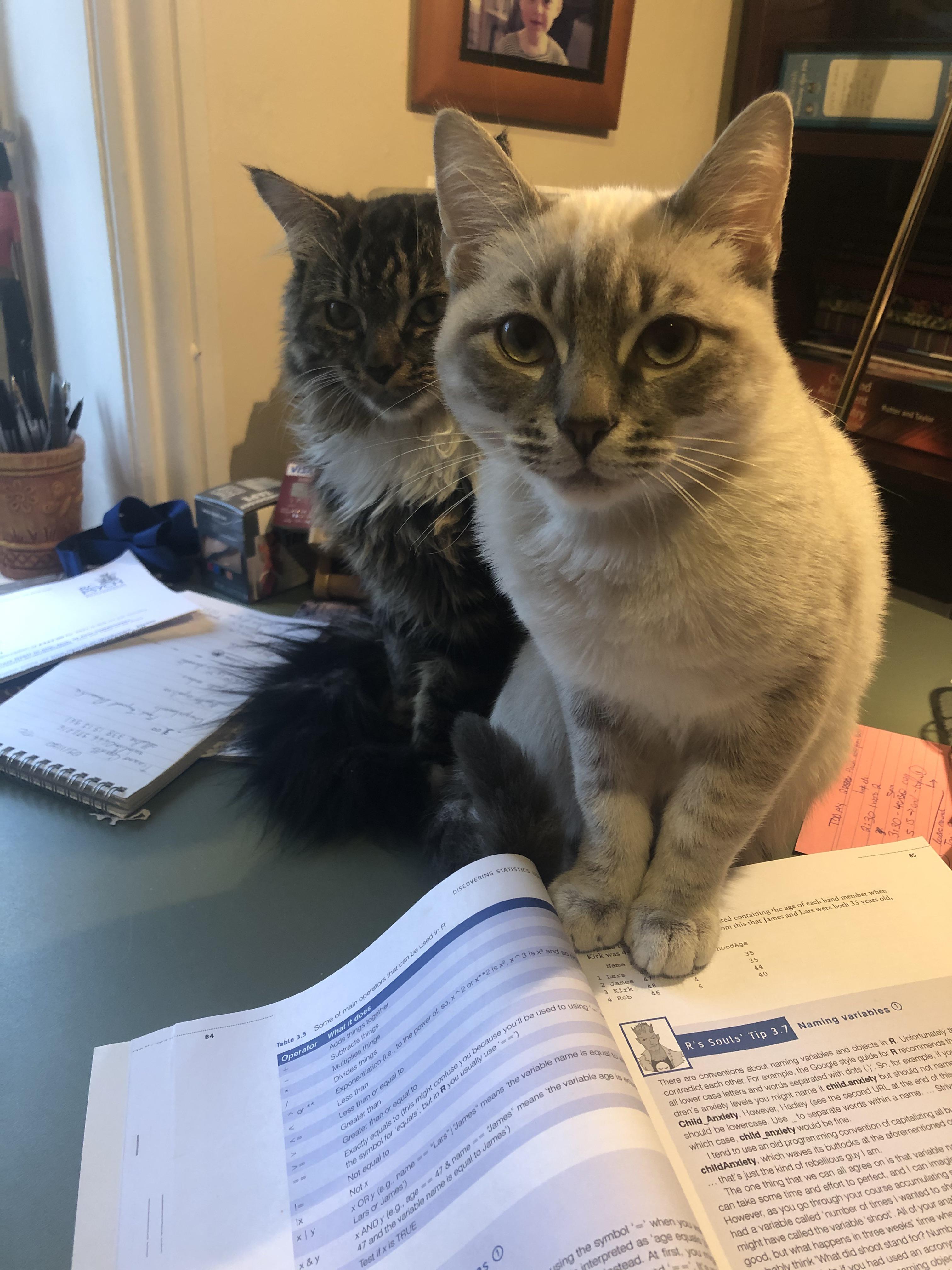 Study buddies | Scrolller
