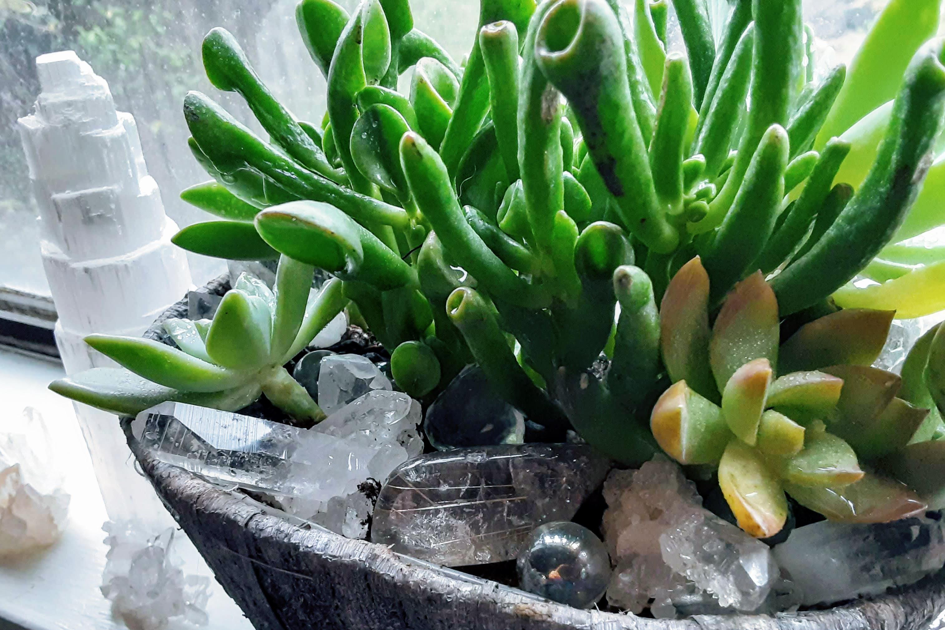 Stuffed my succulents with some new crystals | Scrolller