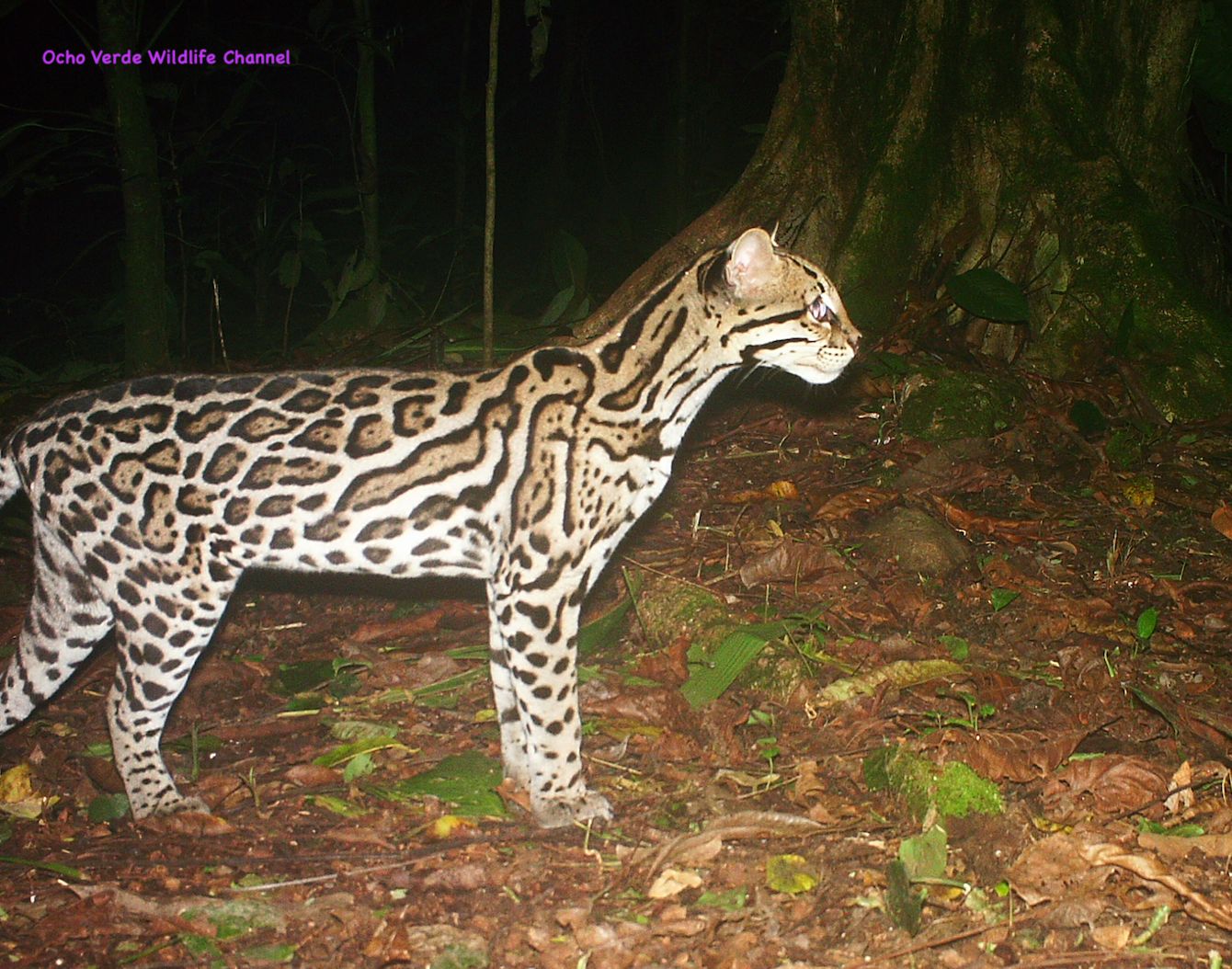 🔥 Stunning young Ocelot scans the jungle for a snack! | Scrolller