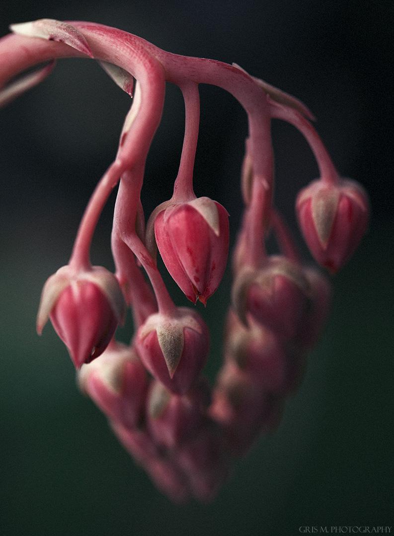 Succulent blooms | Scrolller