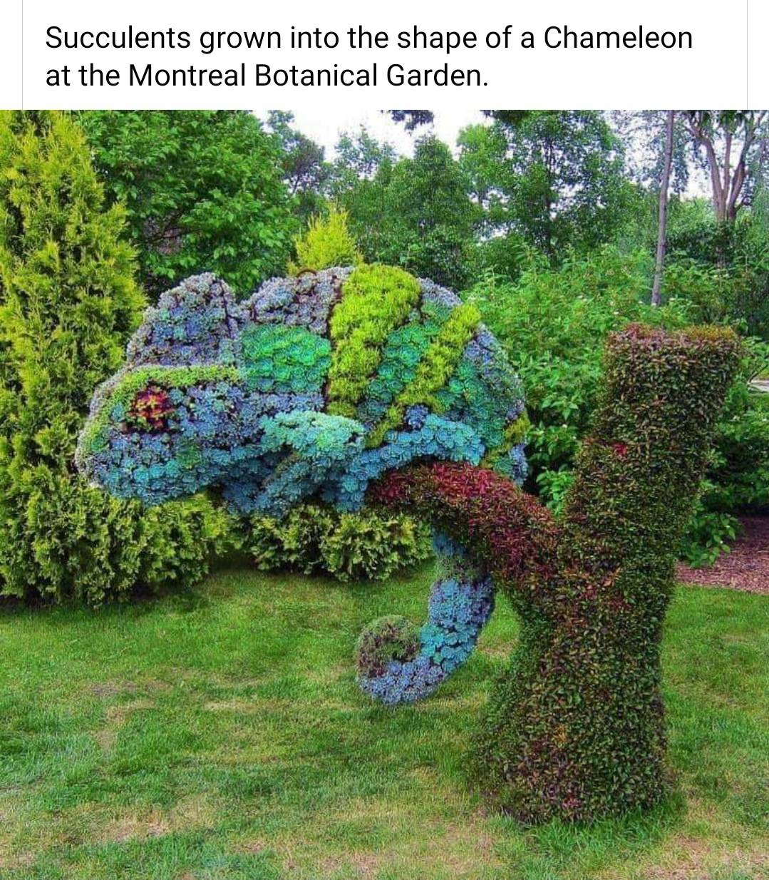 Succulent Creative Genius.. | Scrolller