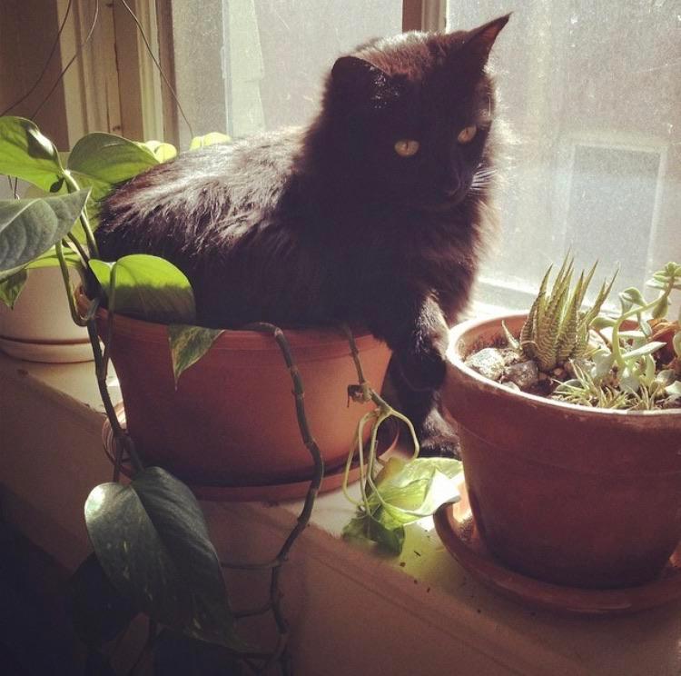 Succulent envy. | Scrolller