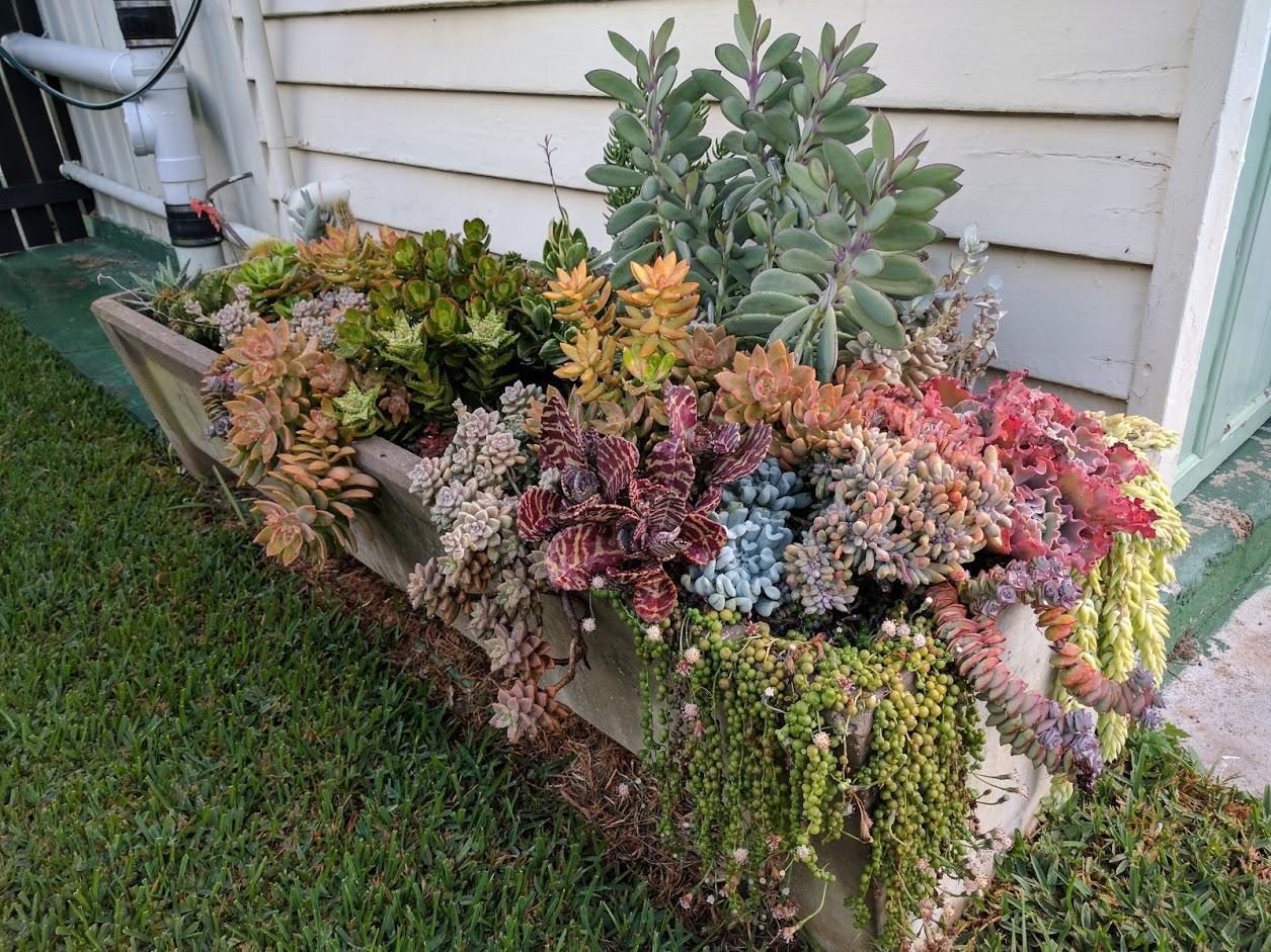 Succulent rainbow after a storm! | Scrolller
