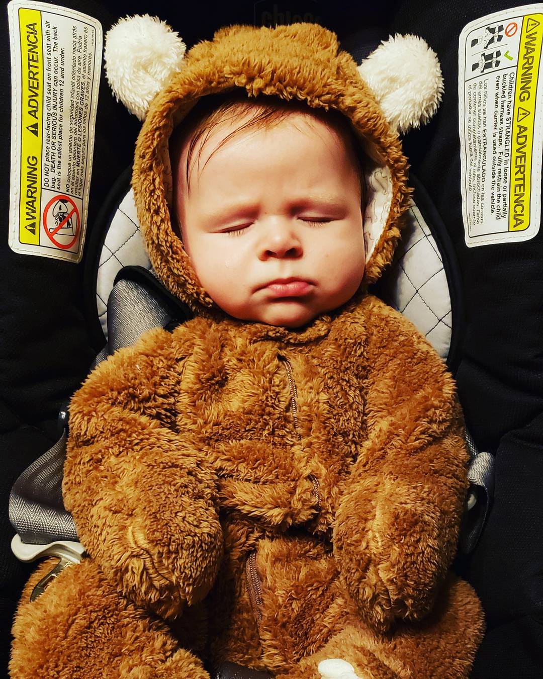 Such a snuggly little teddy bear | Scrolller