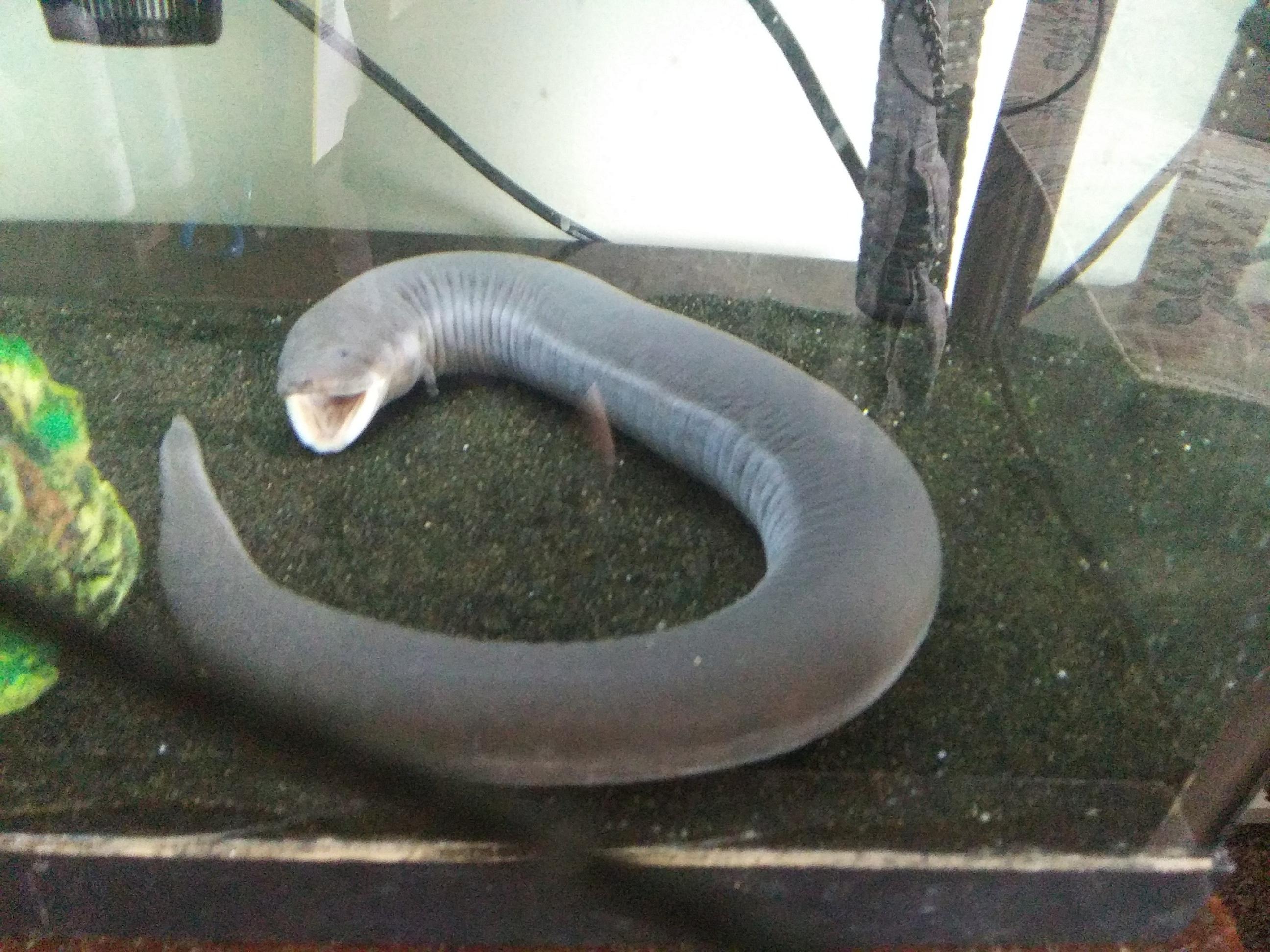 Summer lovin' happen so fast; summer lovin' he scream at own ass ...