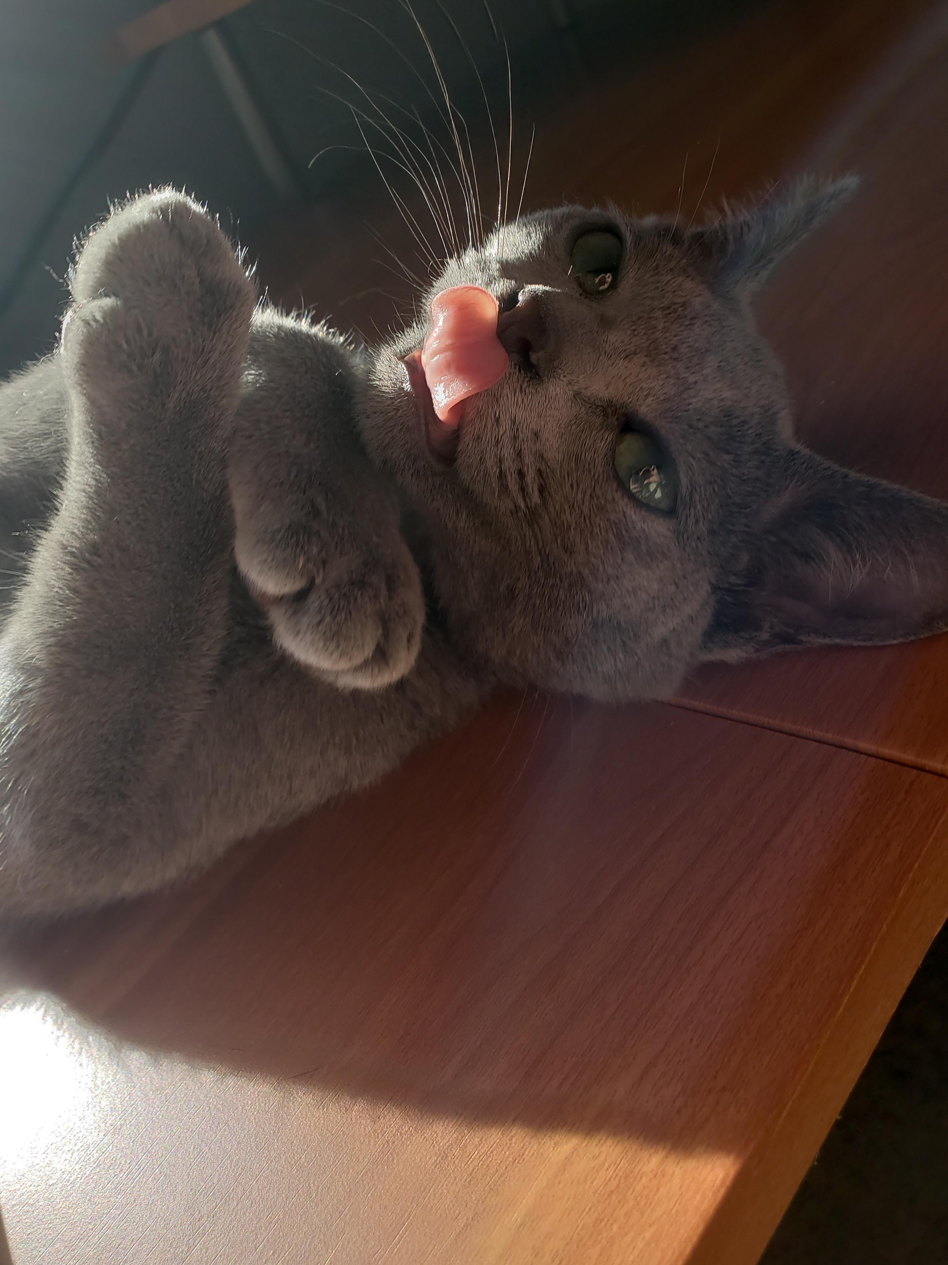 Sun-bathing mlem | Scrolller