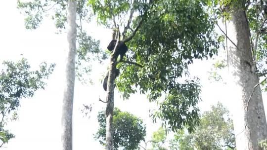 Sun bears playing in the tree | Scrolller