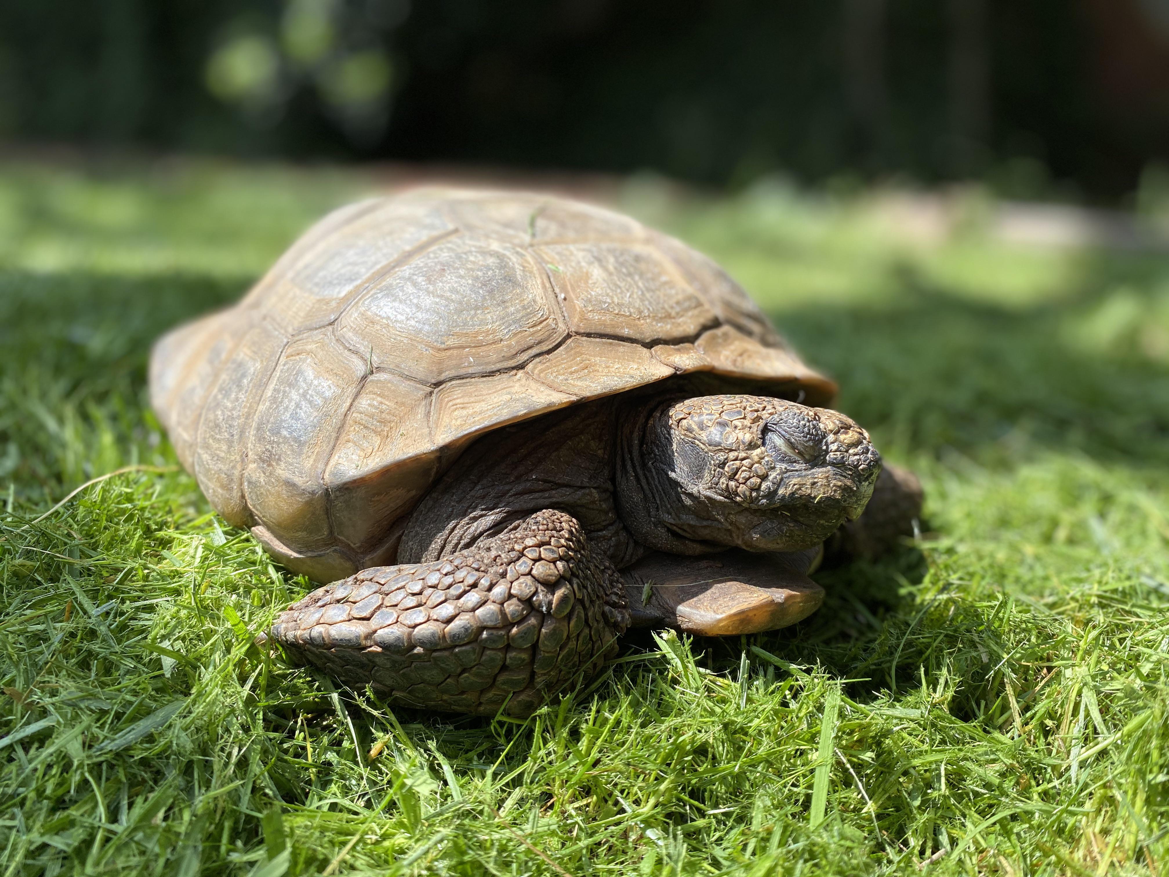 Sunbathing Rosie the desert tortoise | Scrolller