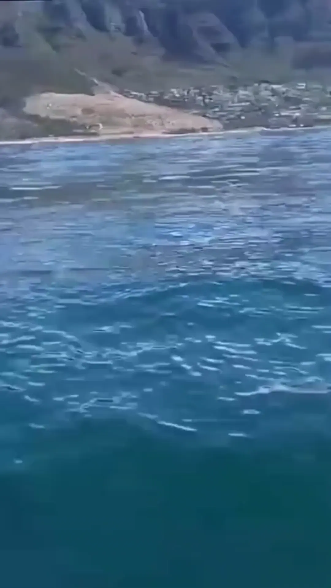 Sunfish lurking at the surface | Scrolller