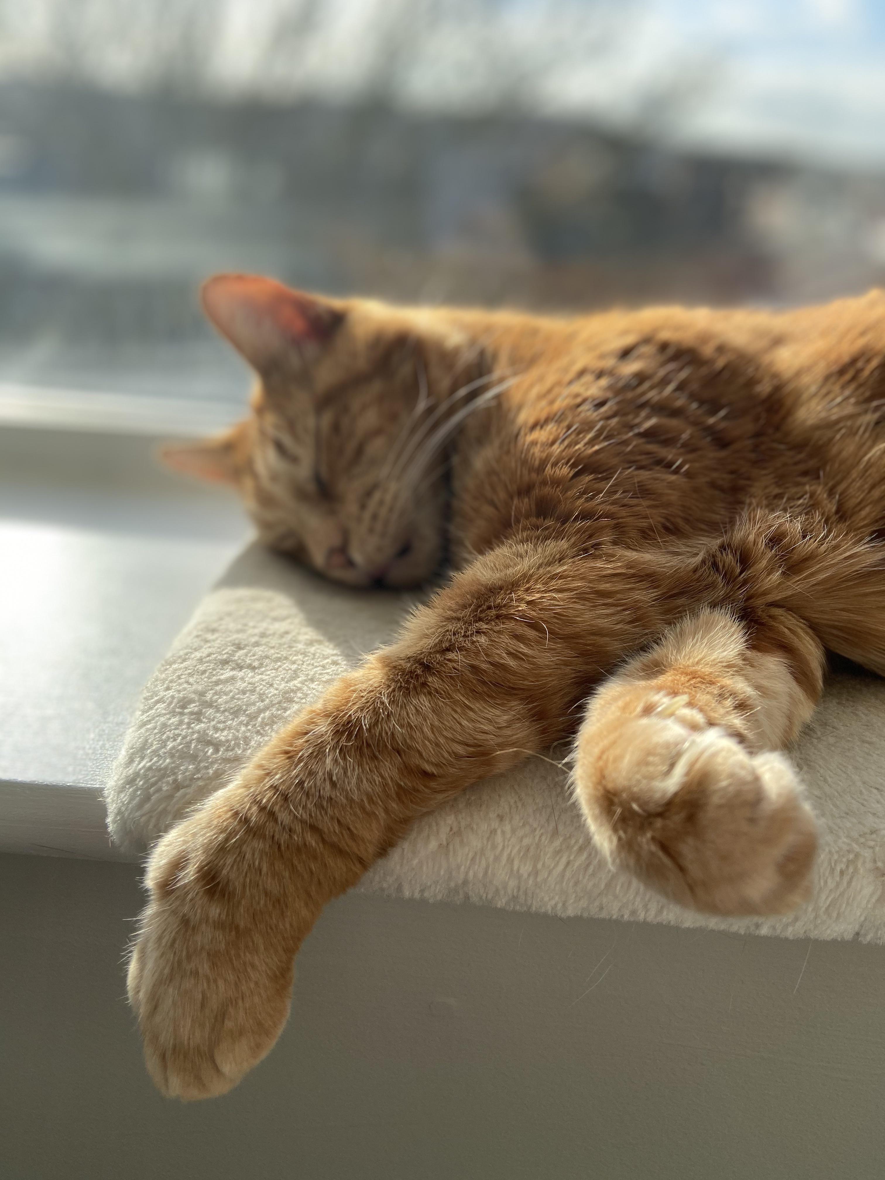 Sunshine dangler | Scrolller