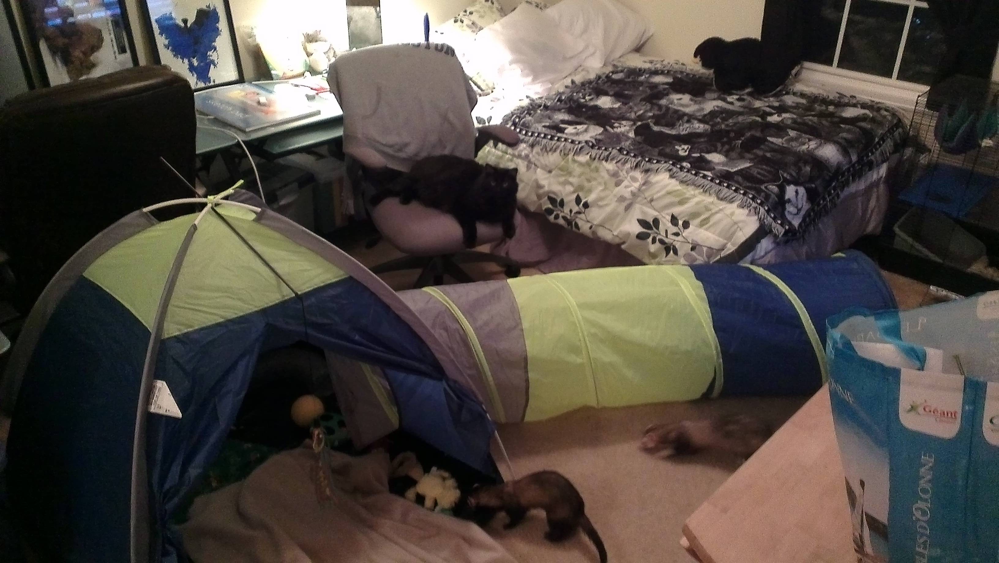 Super ferret playground! | Scrolller