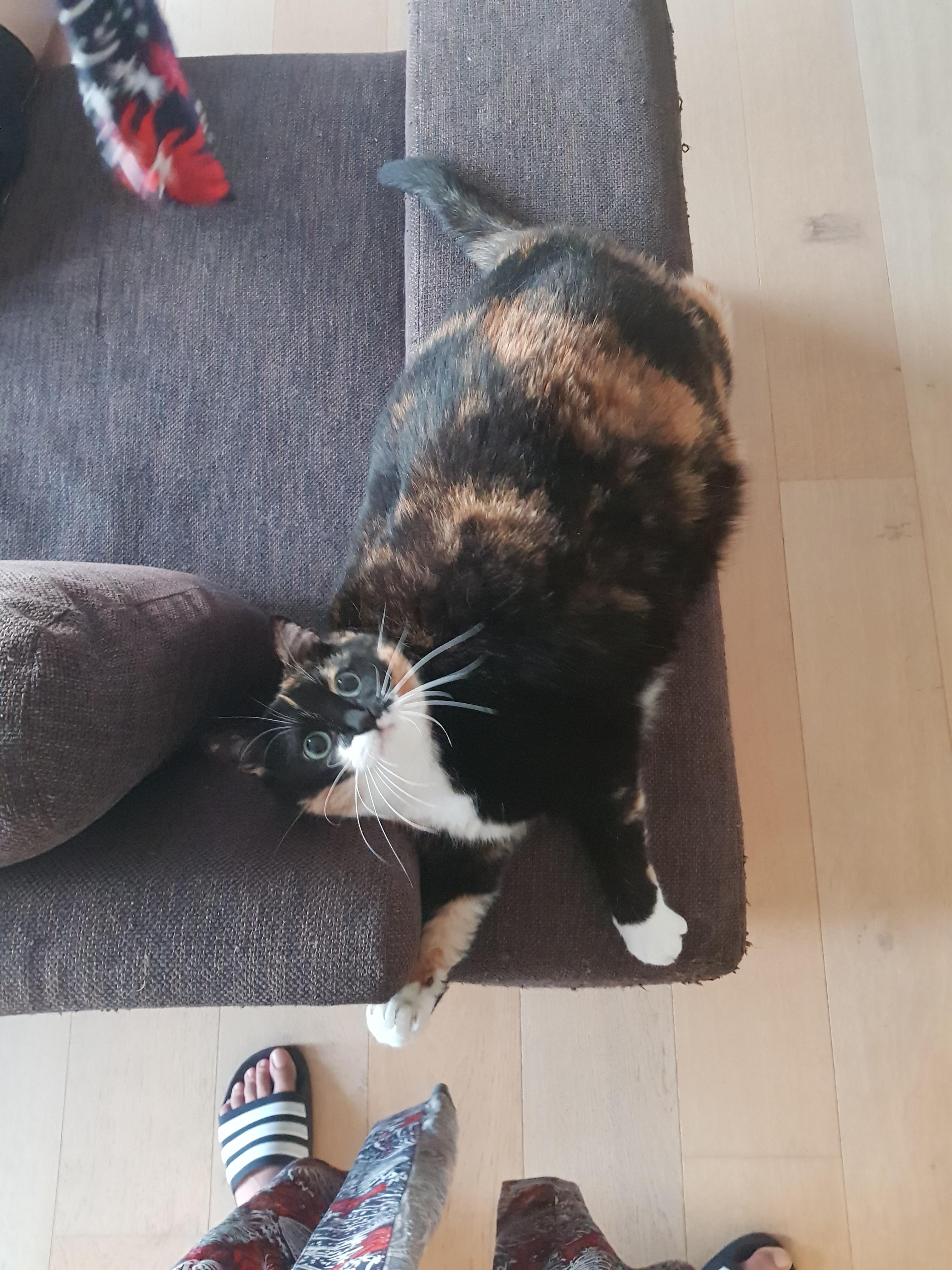 supermodel chonker | Scrolller