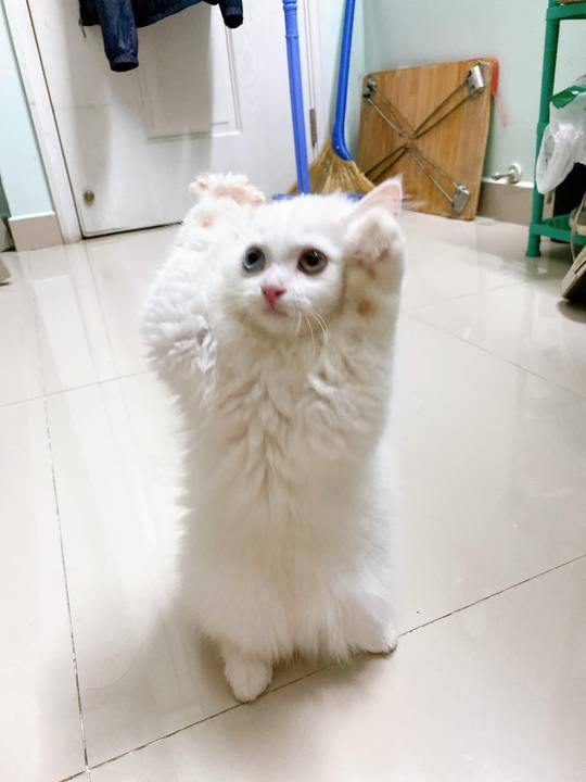 Surrender 🤚 | Scrolller