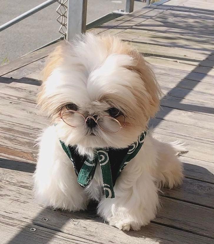 suspicious shih | Scrolller