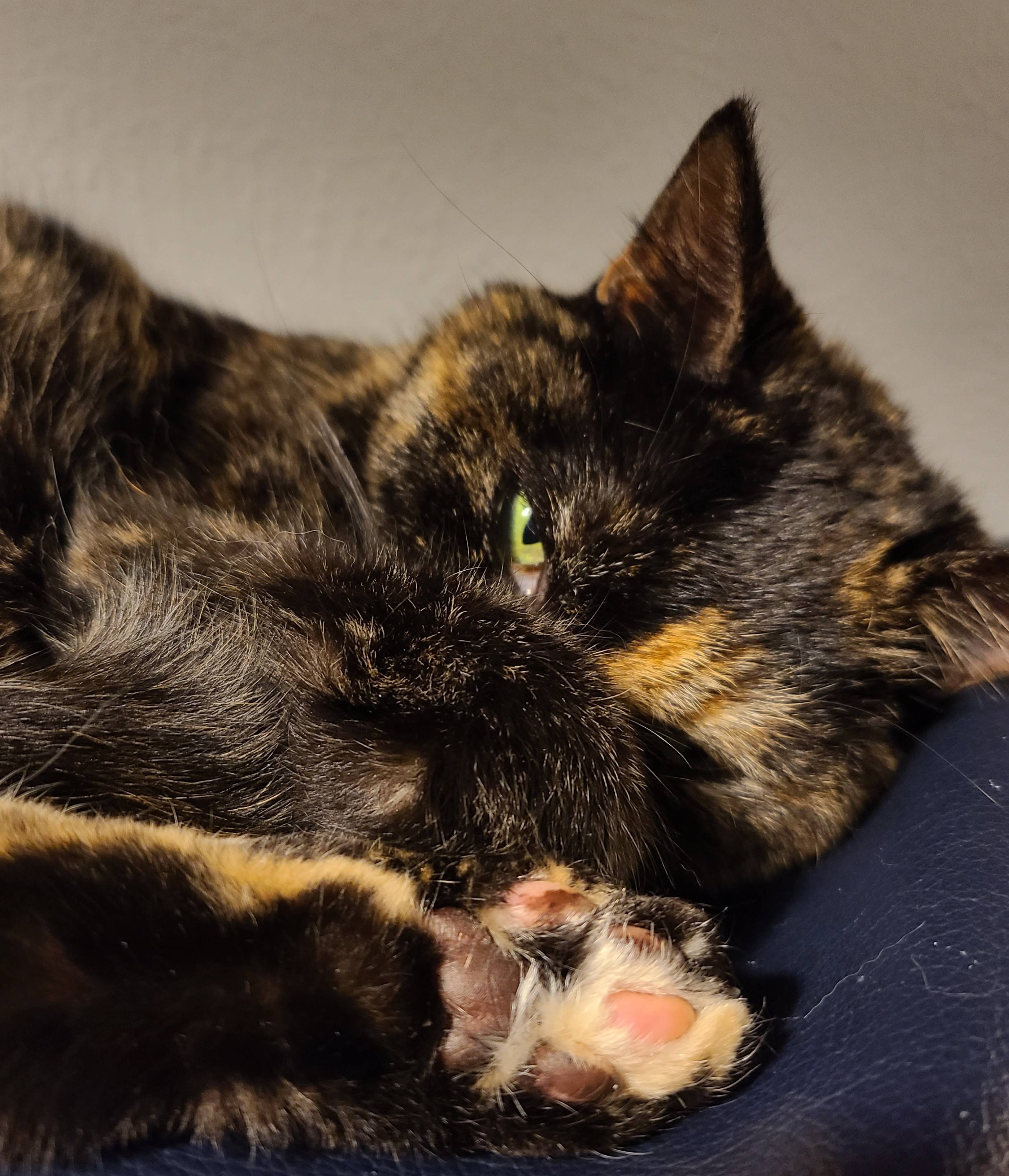 Suspicious Toe Beans | Scrolller