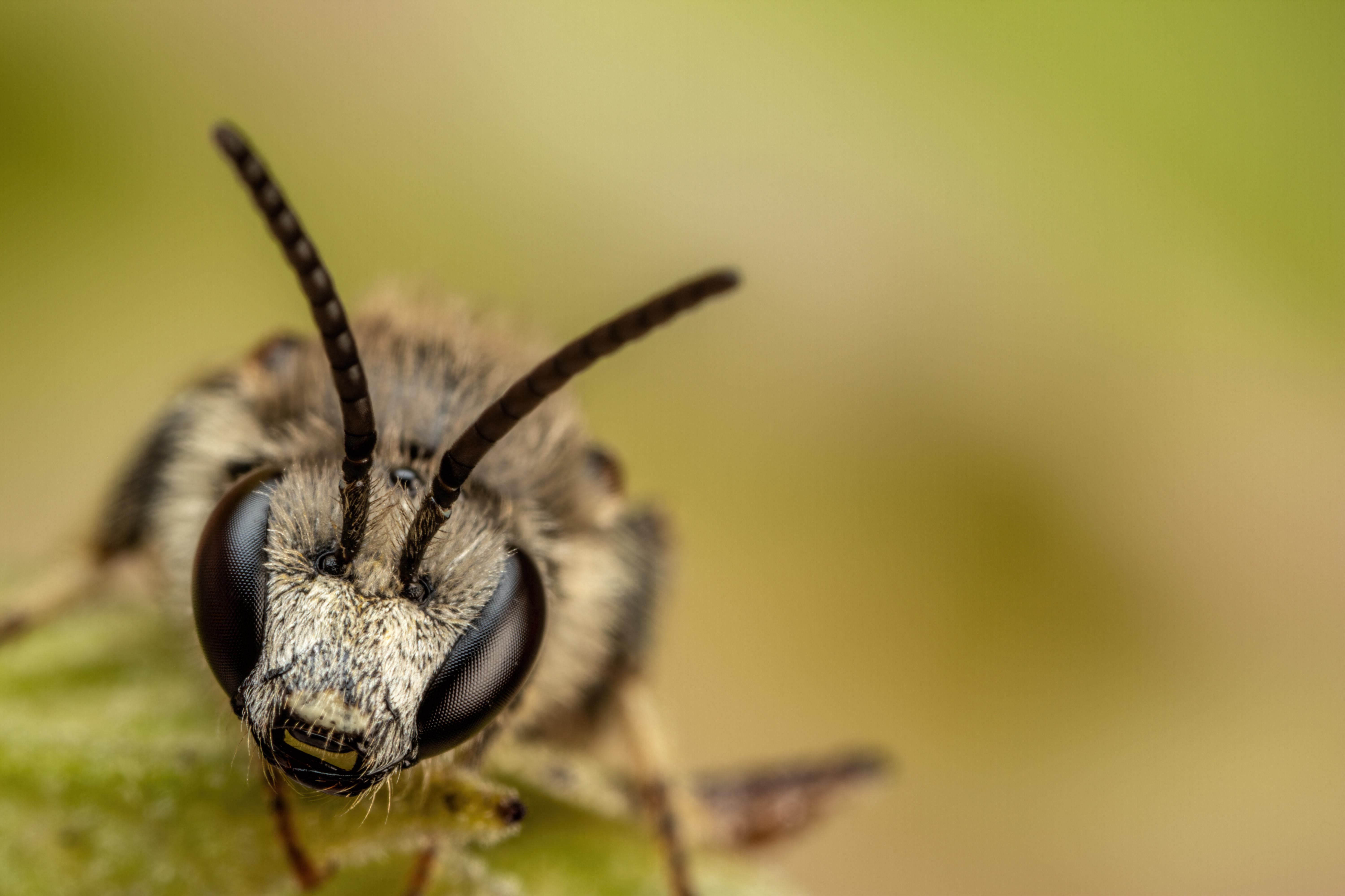 Sweat Bee VI [6000x4000] [OC] | Scrolller