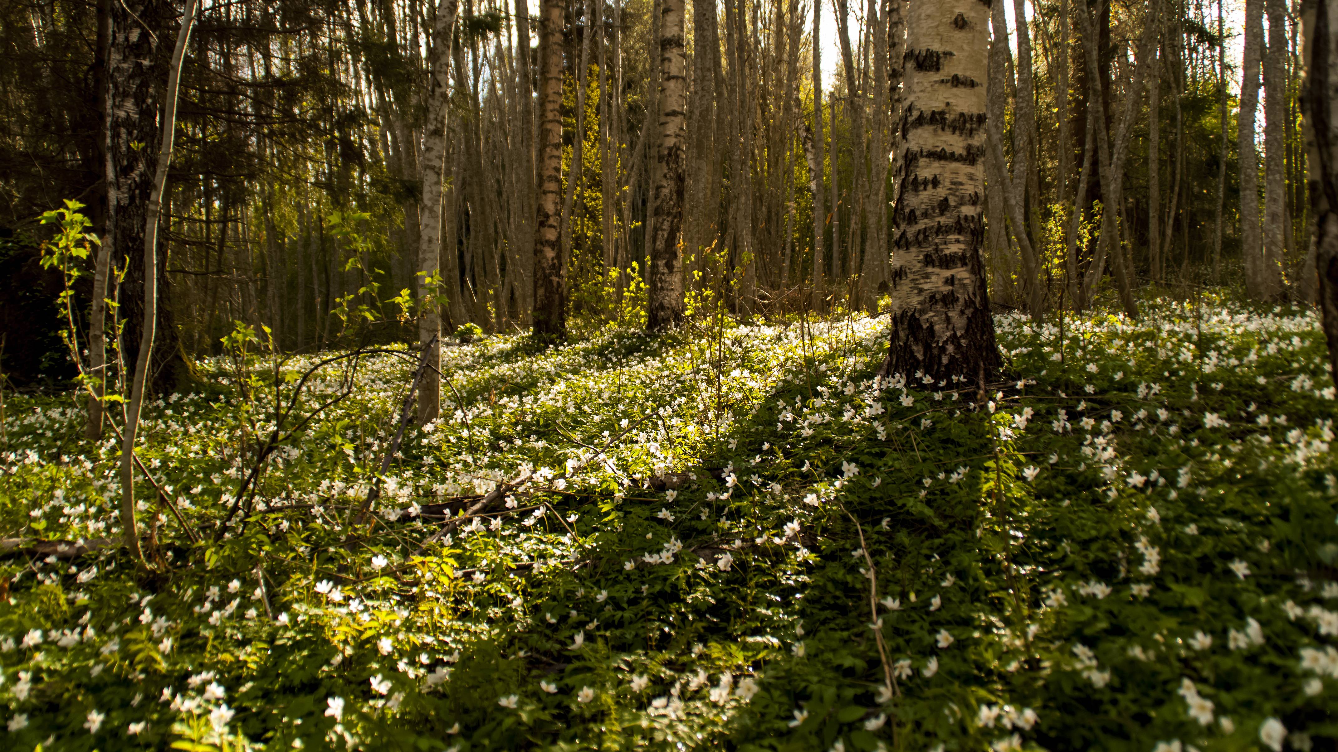 Swedish spring forest in bloom. [4288x2412] Sweden. [OC] | Scrolller