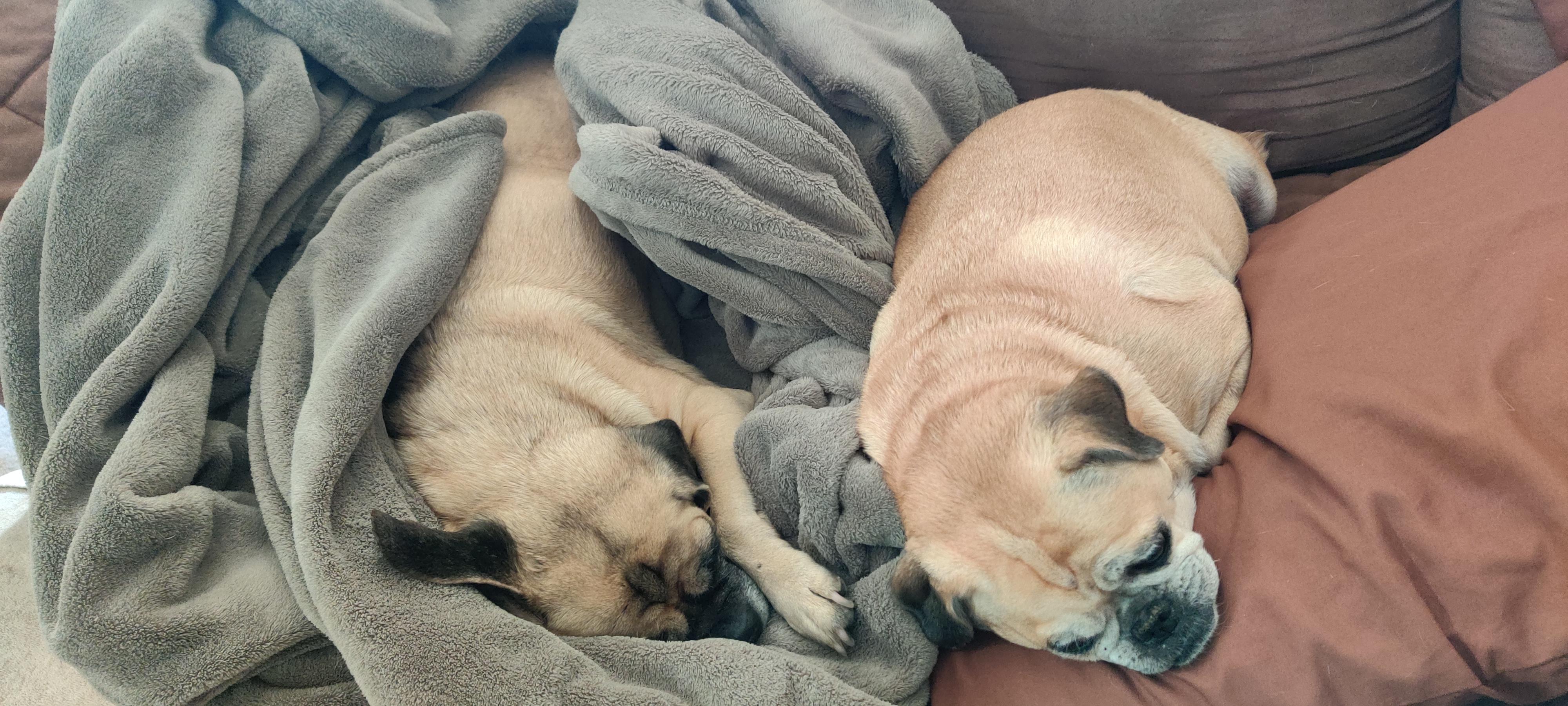 Sweet puggle snuggles🥰 | Scrolller