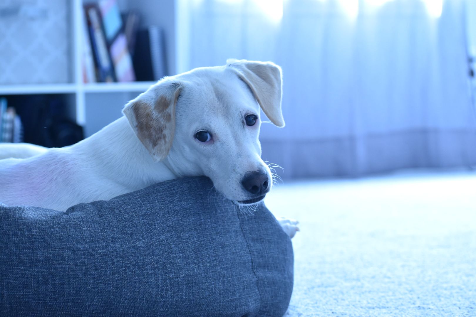 Sweet pup | Scrolller