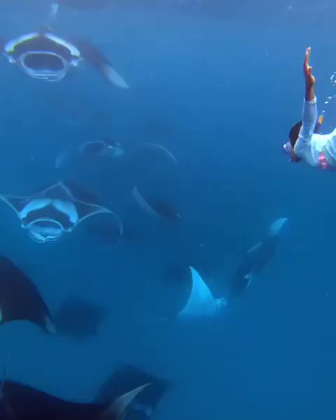 Swimming With Manta Rays | Scrolller