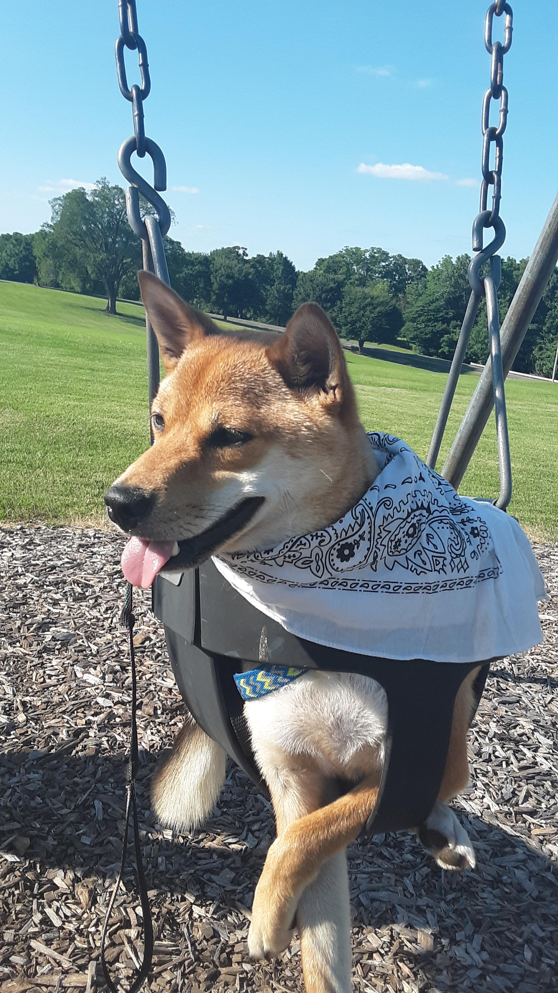 Swinging shiba | Scrolller