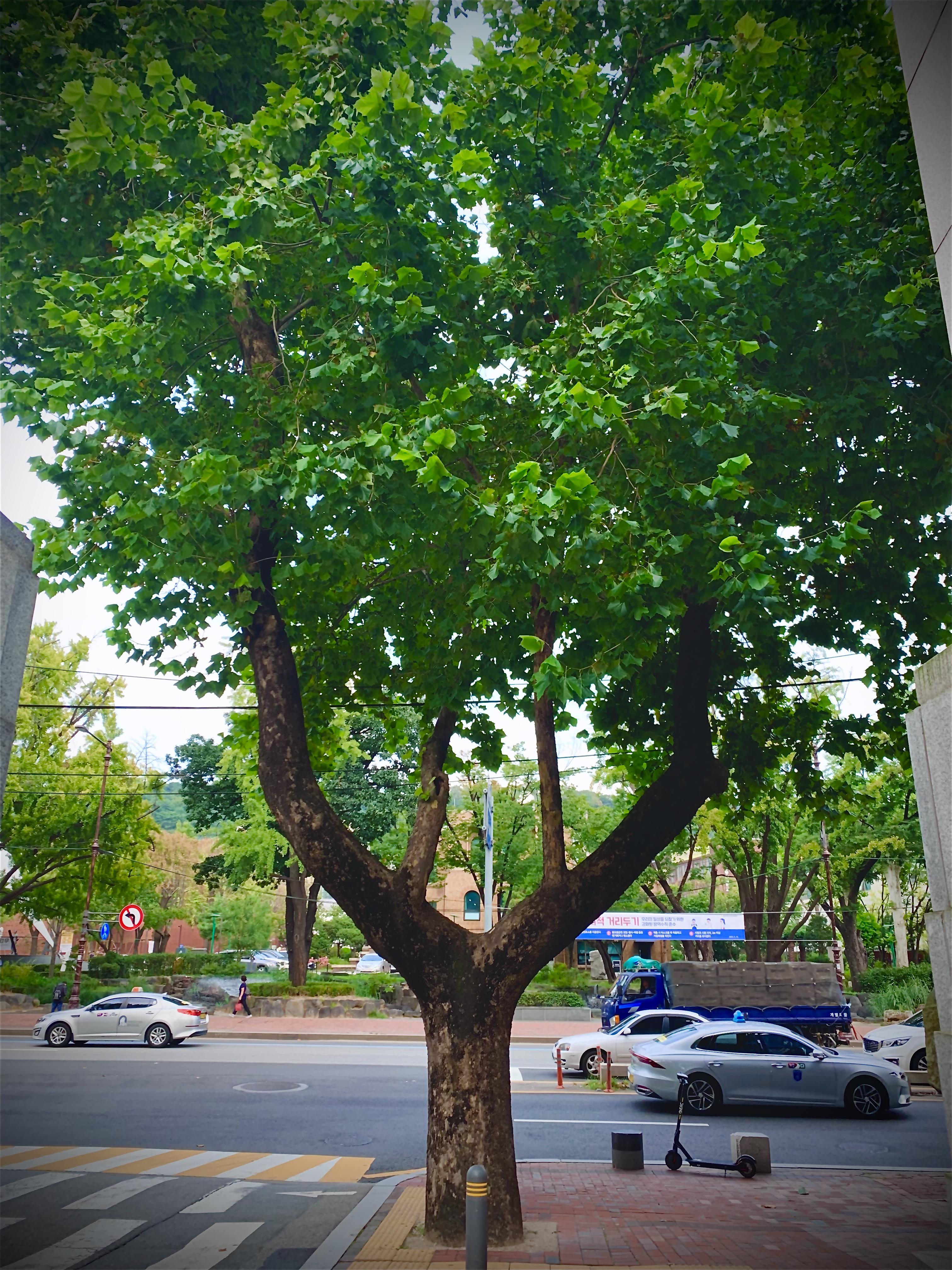 Symmetrical branches | Scrolller