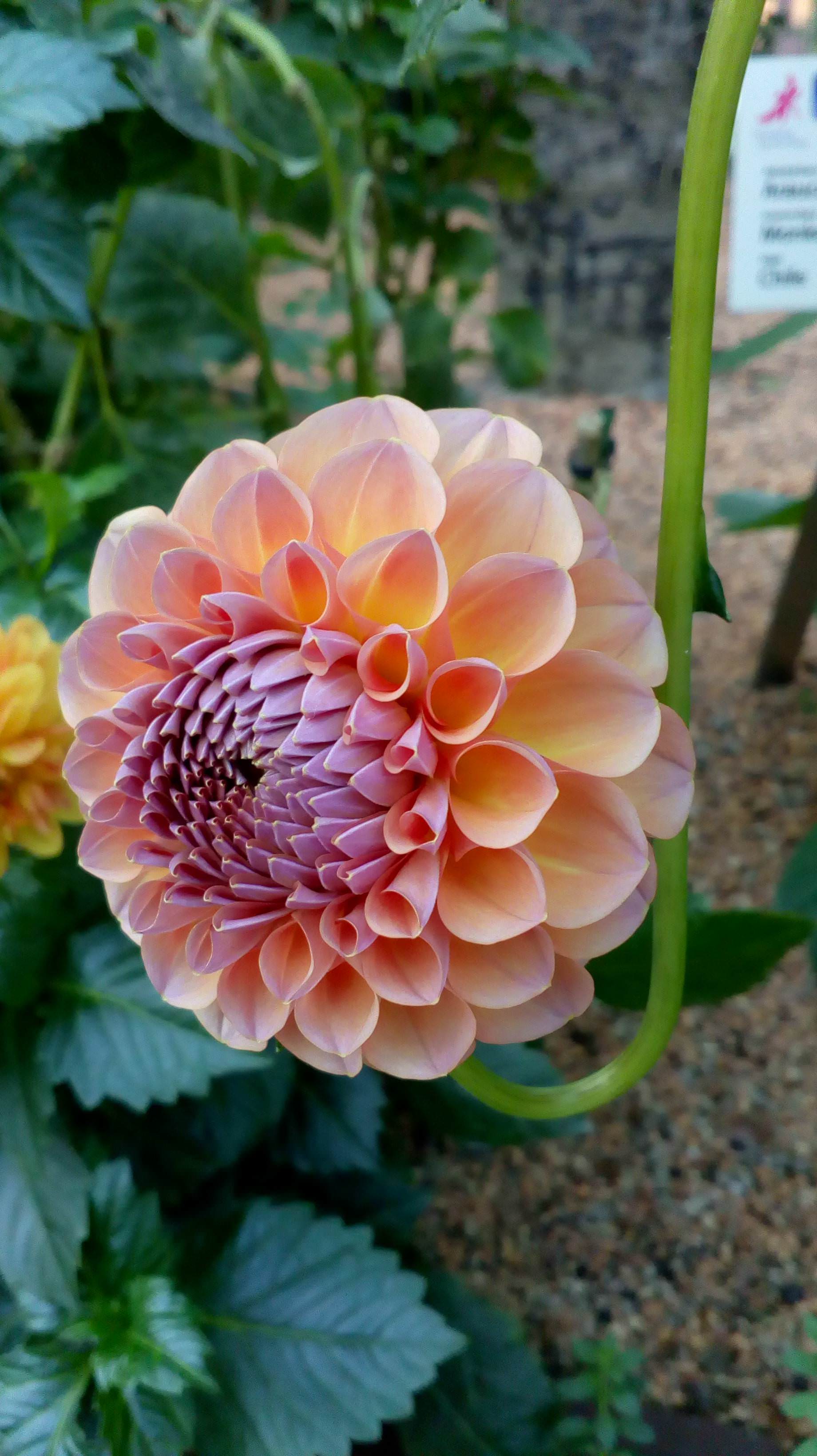 Symmetry!! | Scrolller