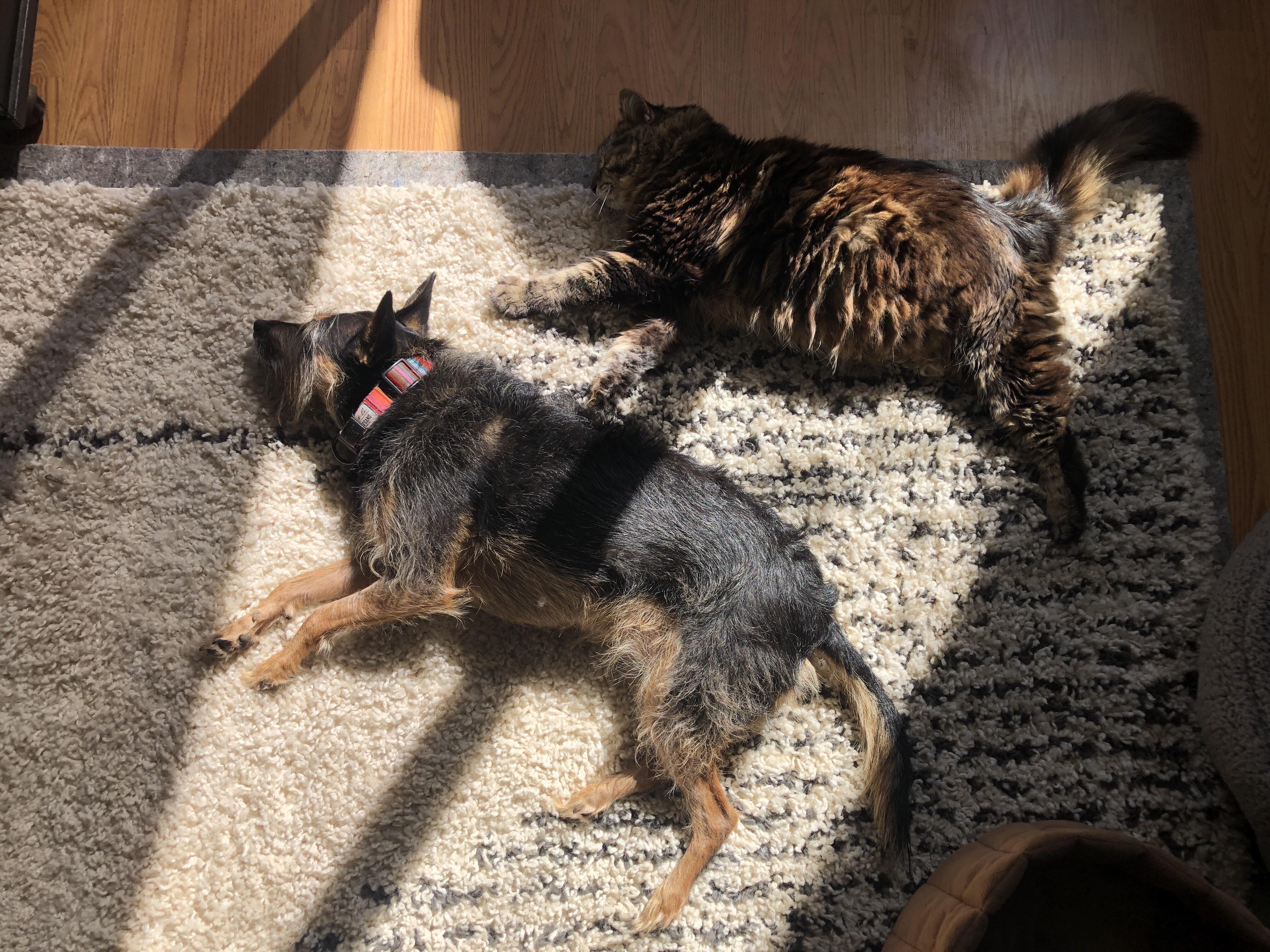 Synchronized Sunbathing | Scrolller
