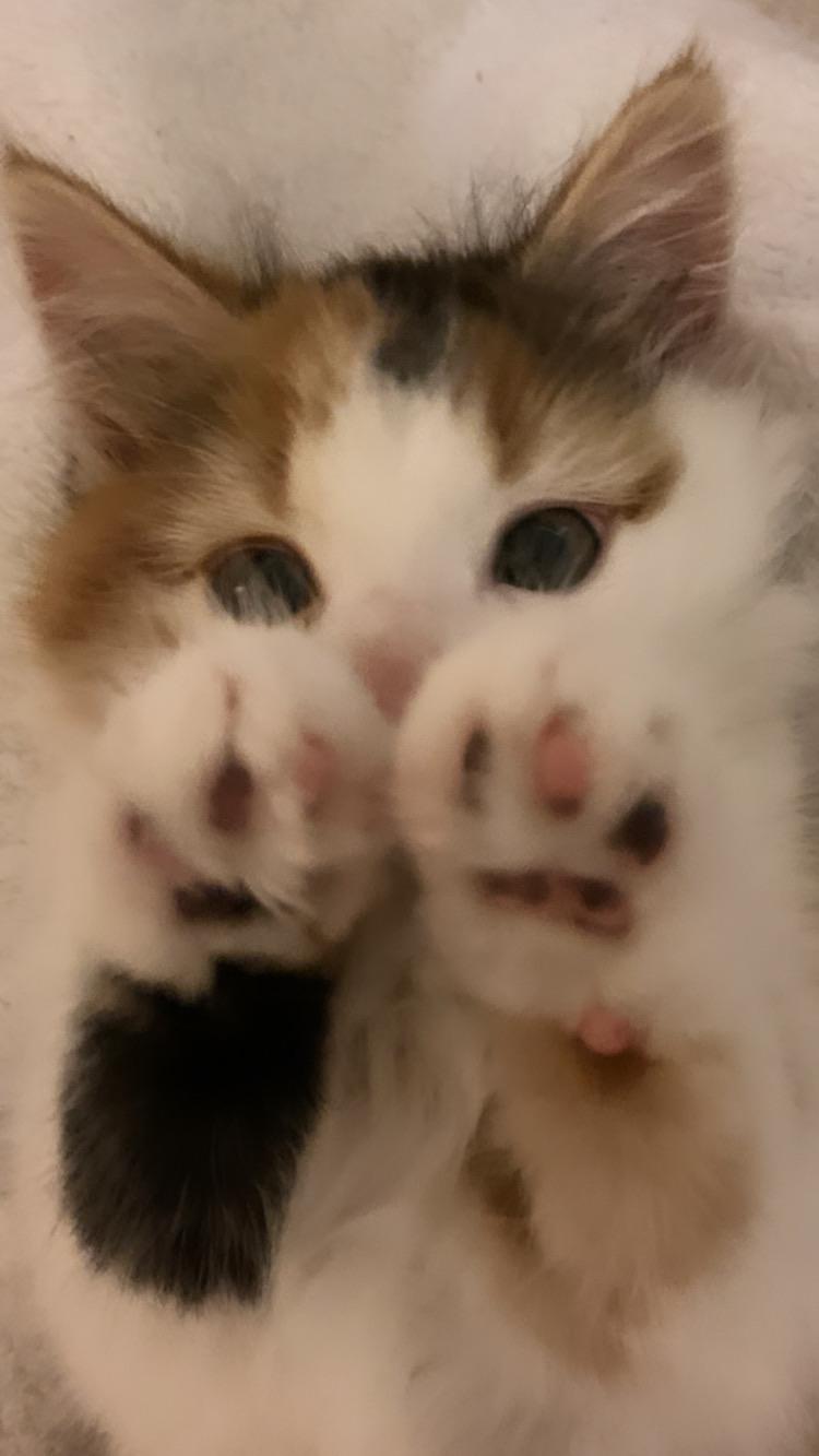 Tabitha’s baby beans | Scrolller