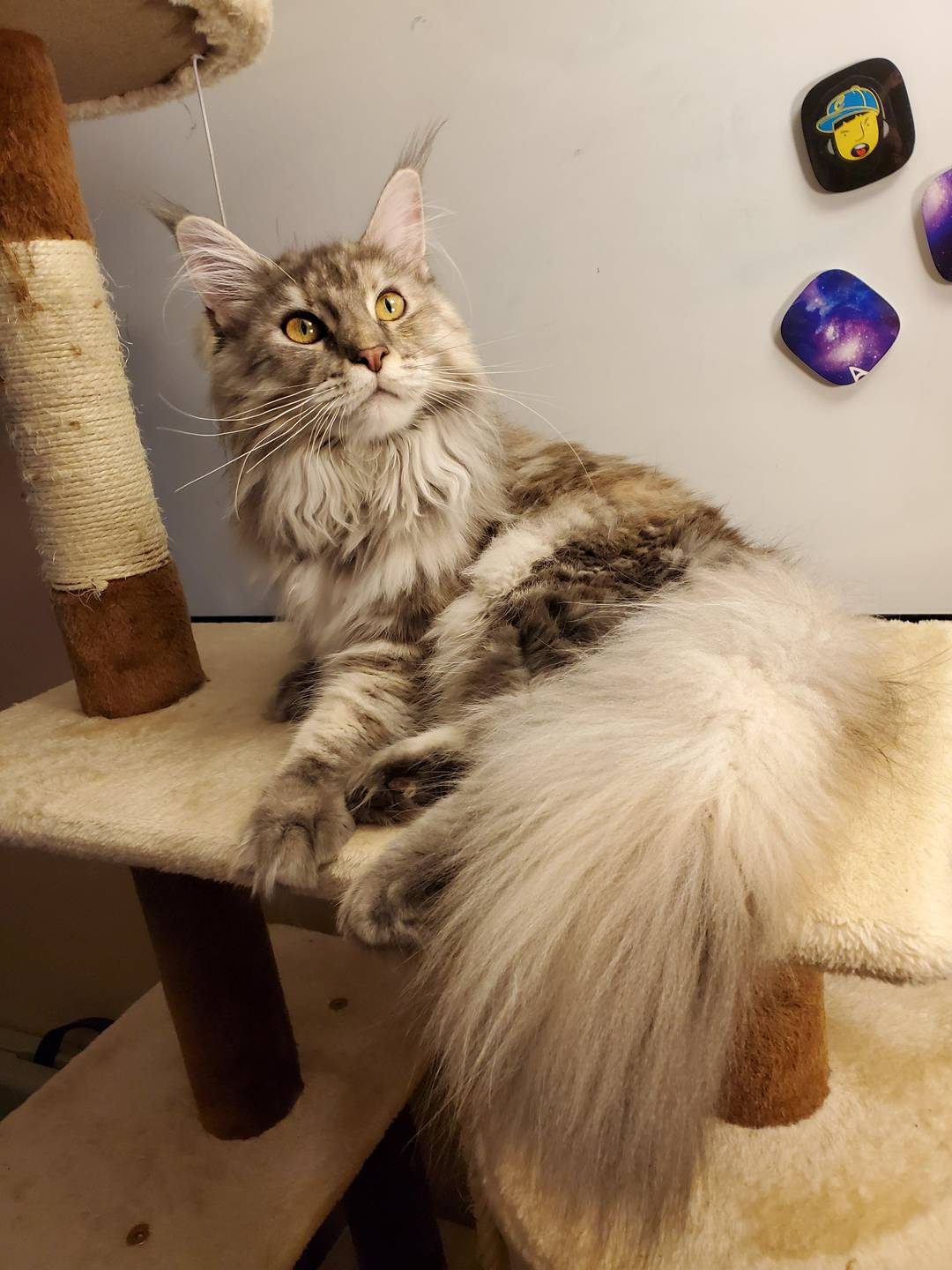 Tail floof, toe floof, ear floof. All the floof! | Scrolller