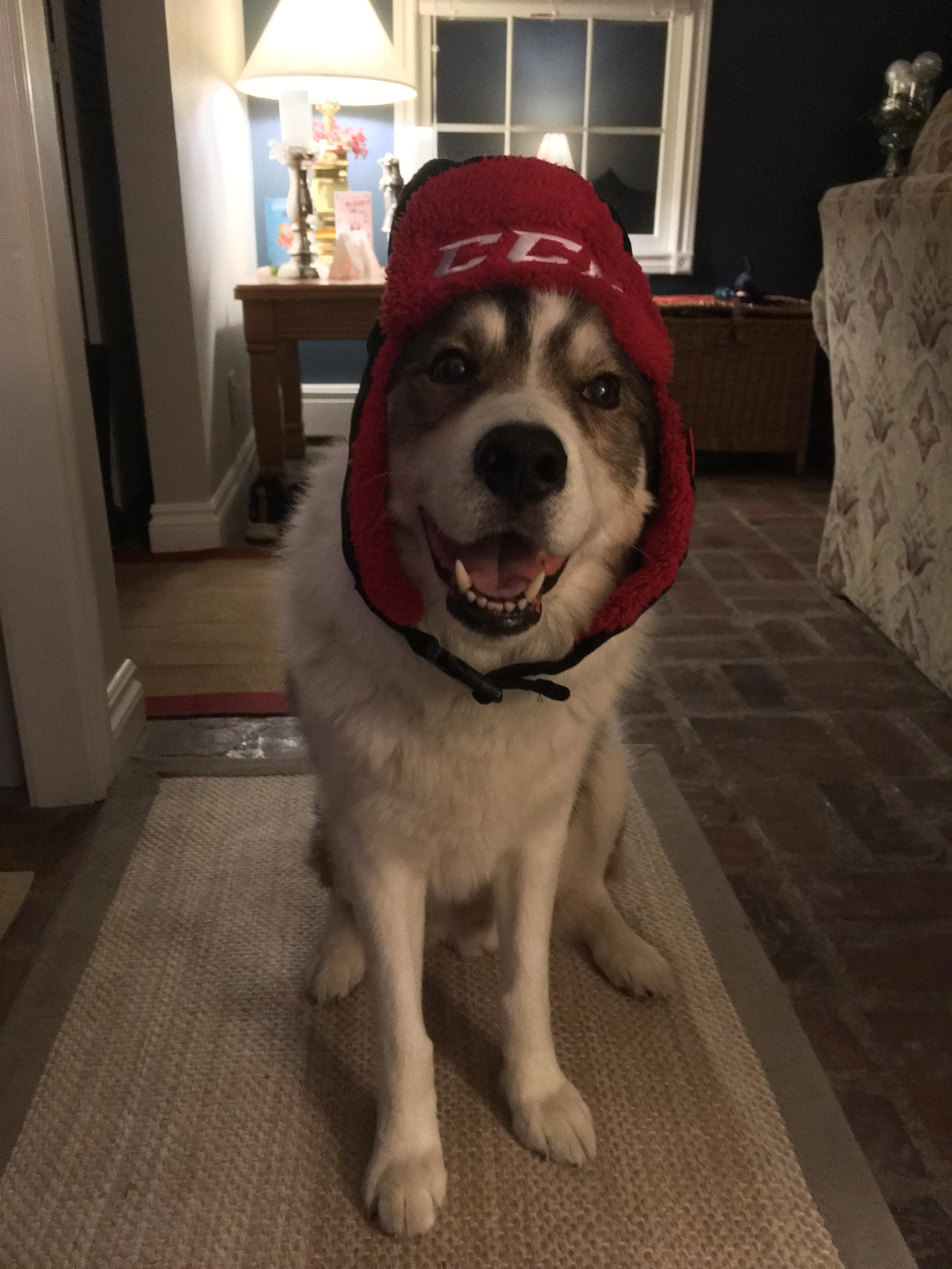 take me fer a walk, ya friggin hoser | Scrolller