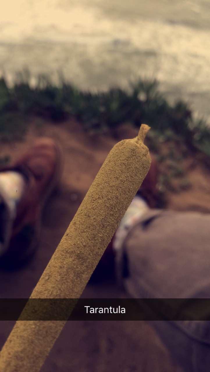 Tarantula joint | Scrolller