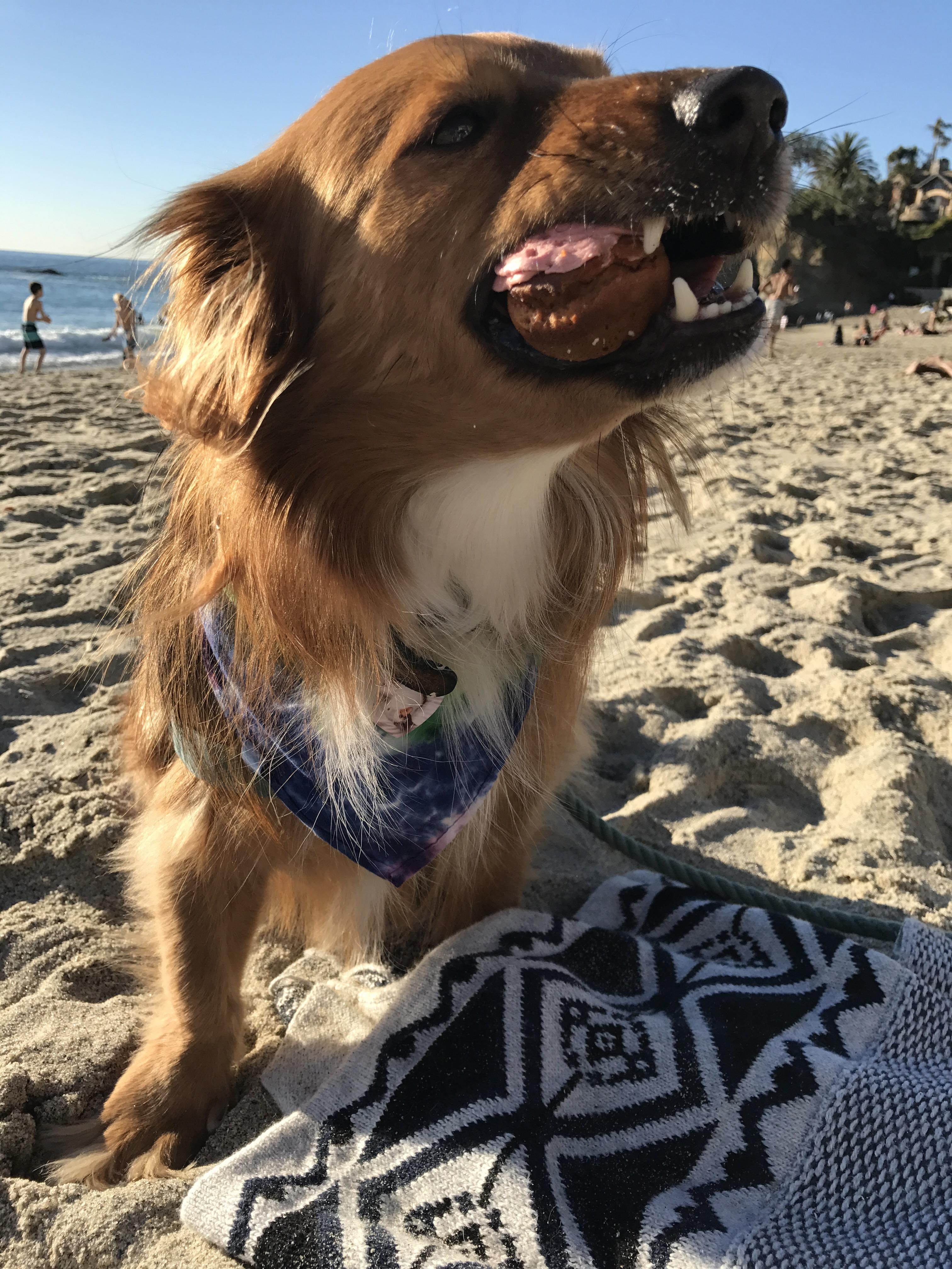 Tasty day on the sand! Beach adventure and pup cake 🎂 | Scrolller