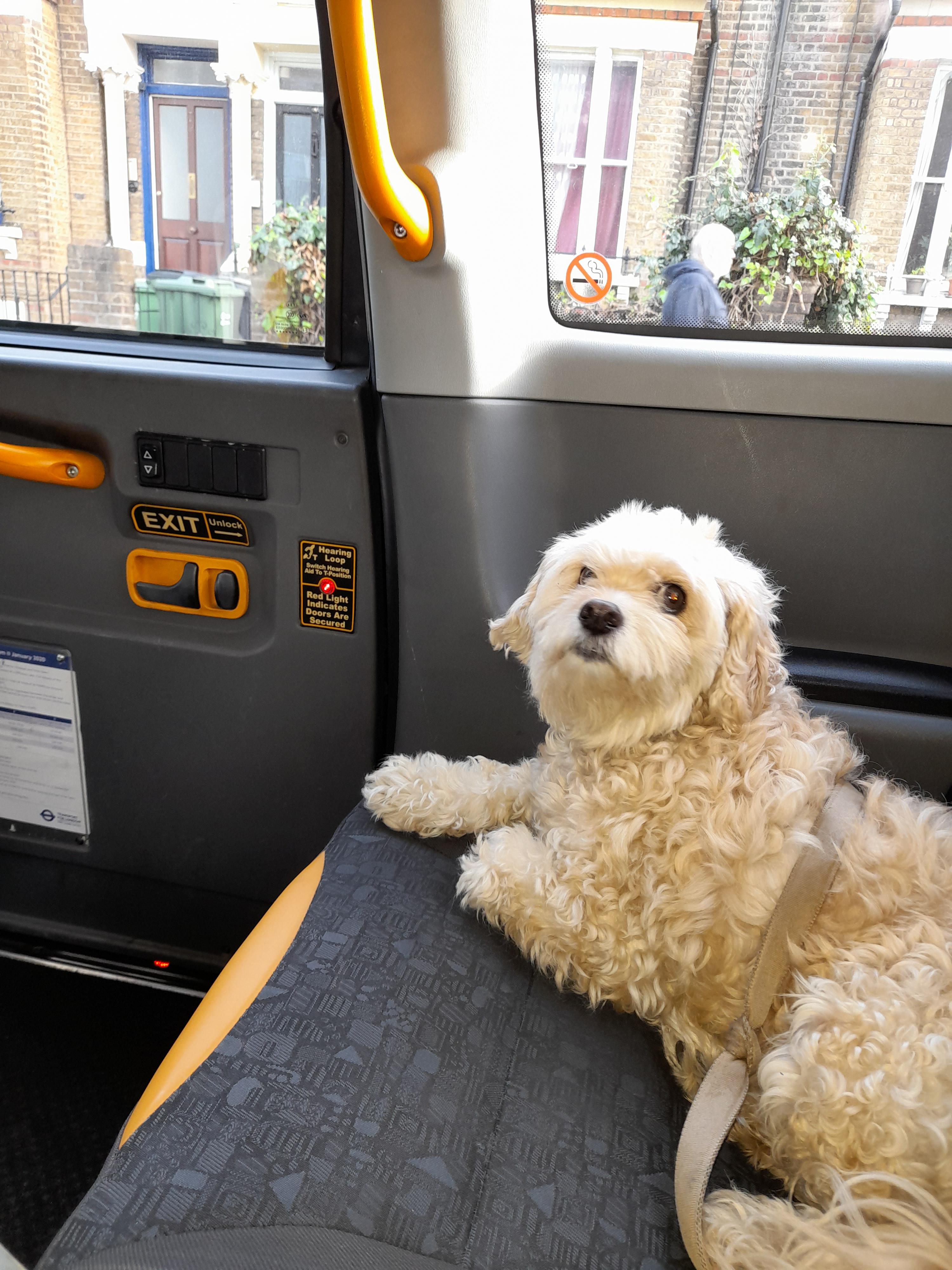 Taxi Cavapoo in London | Scrolller