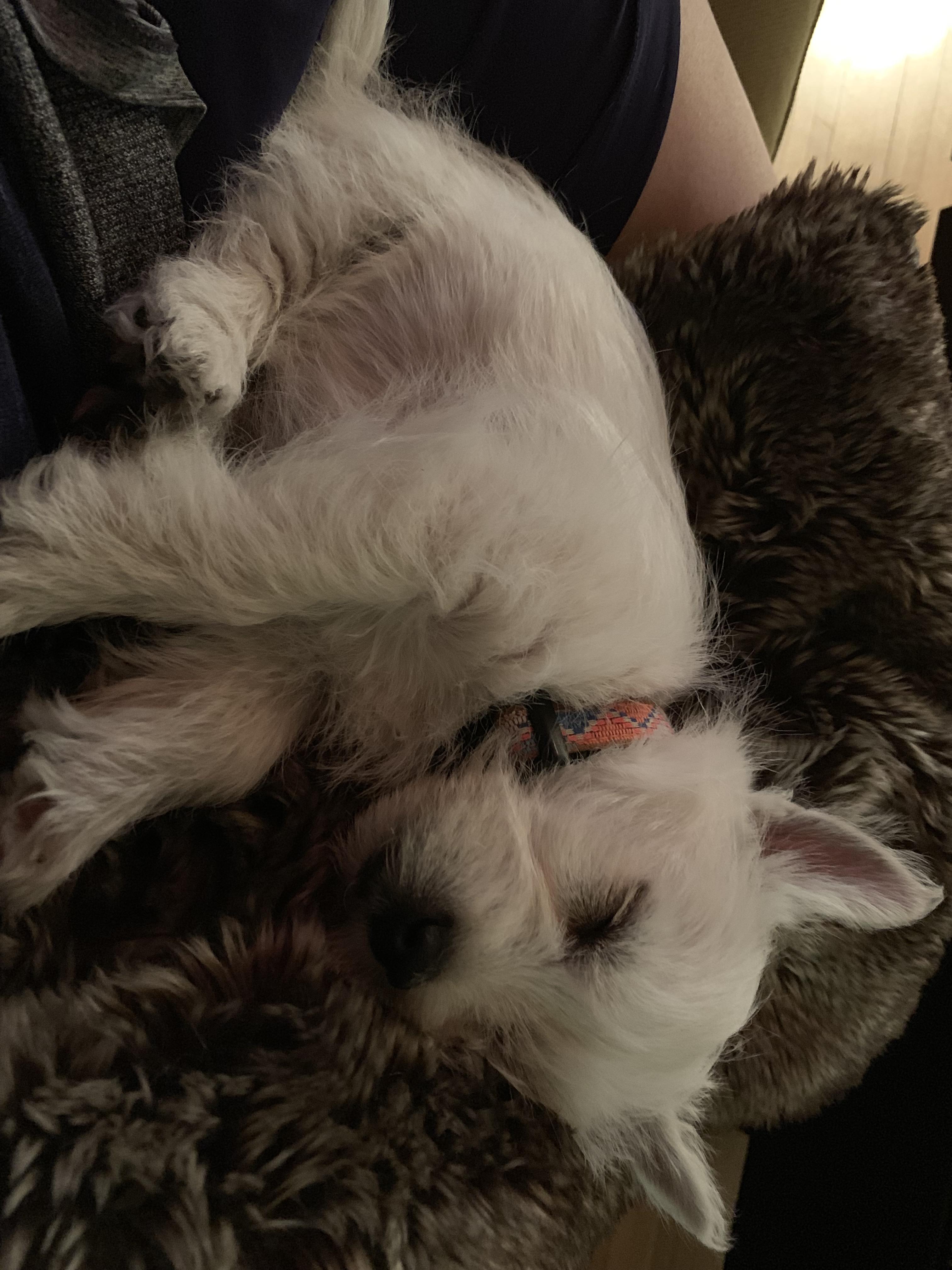 Teaching her to snuggle- Tiny Tina Turner | Scrolller