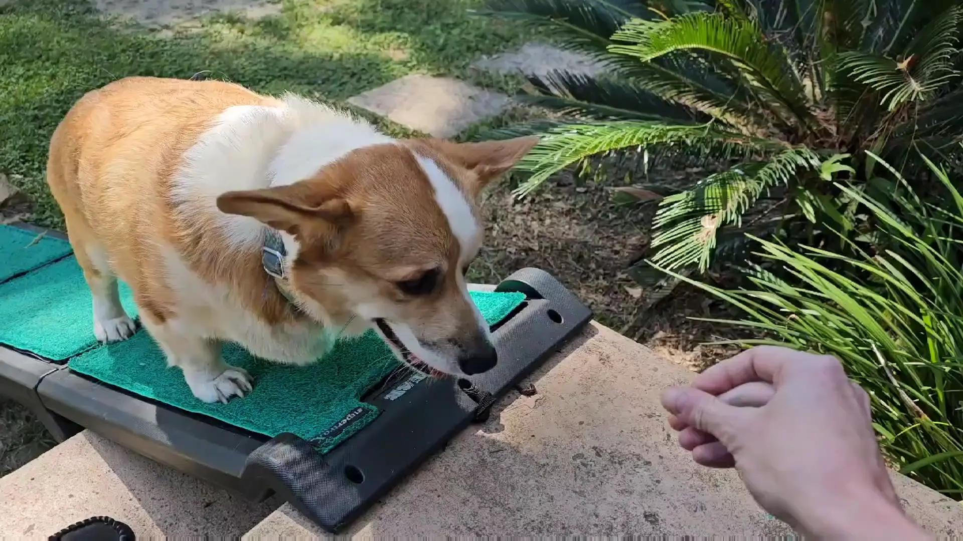 Teaching our corgi how to use the ramp 😂 | Scrolller