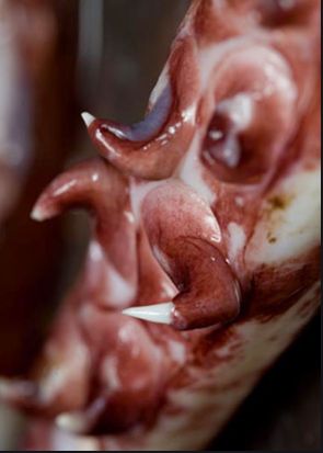 tentacle hooks of a colossal squid | Scrolller