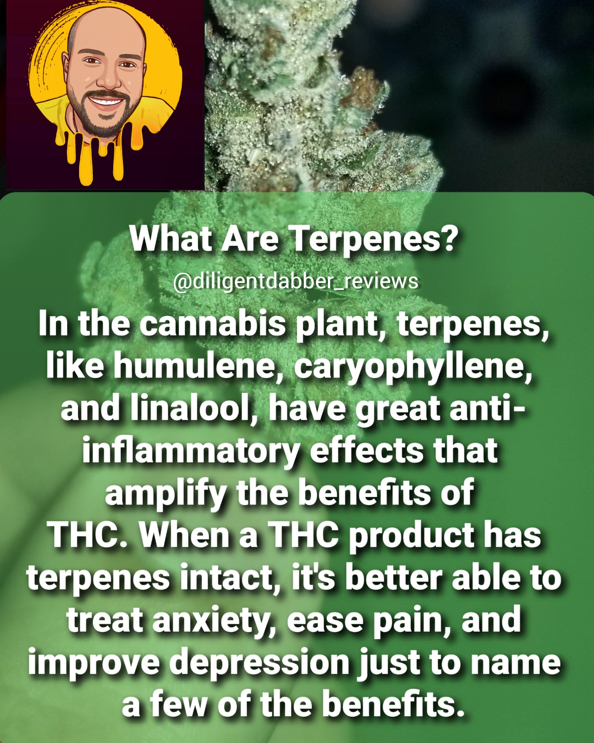 Terpenes are amazing! | Scrolller