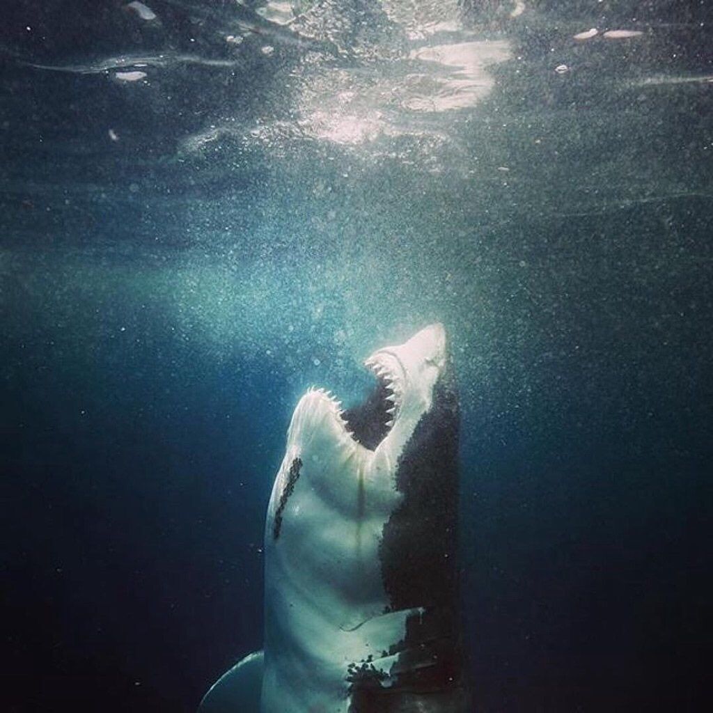 Terrifying and Beautiful [x/post r/thalassophobia] | Scrolller