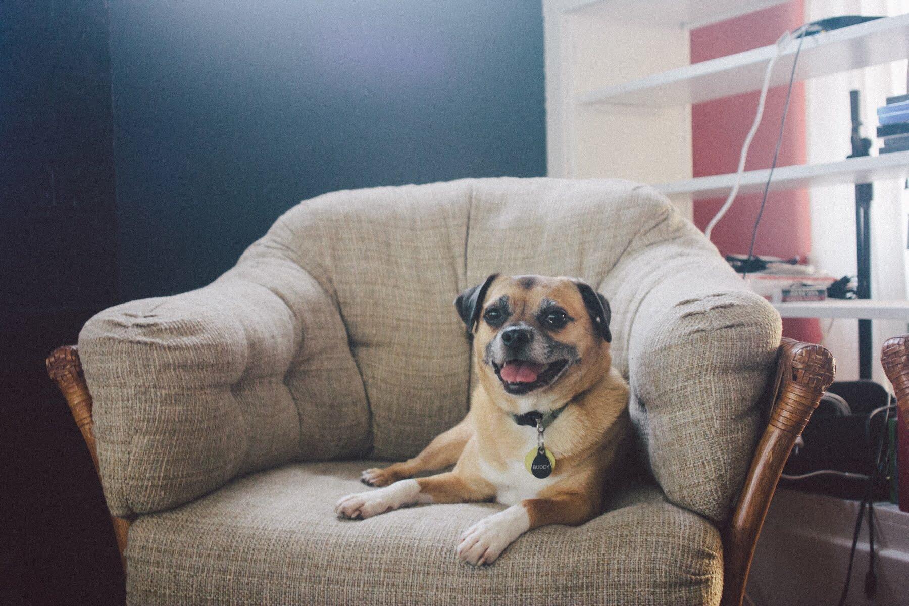 That classic puggle smile | Scrolller