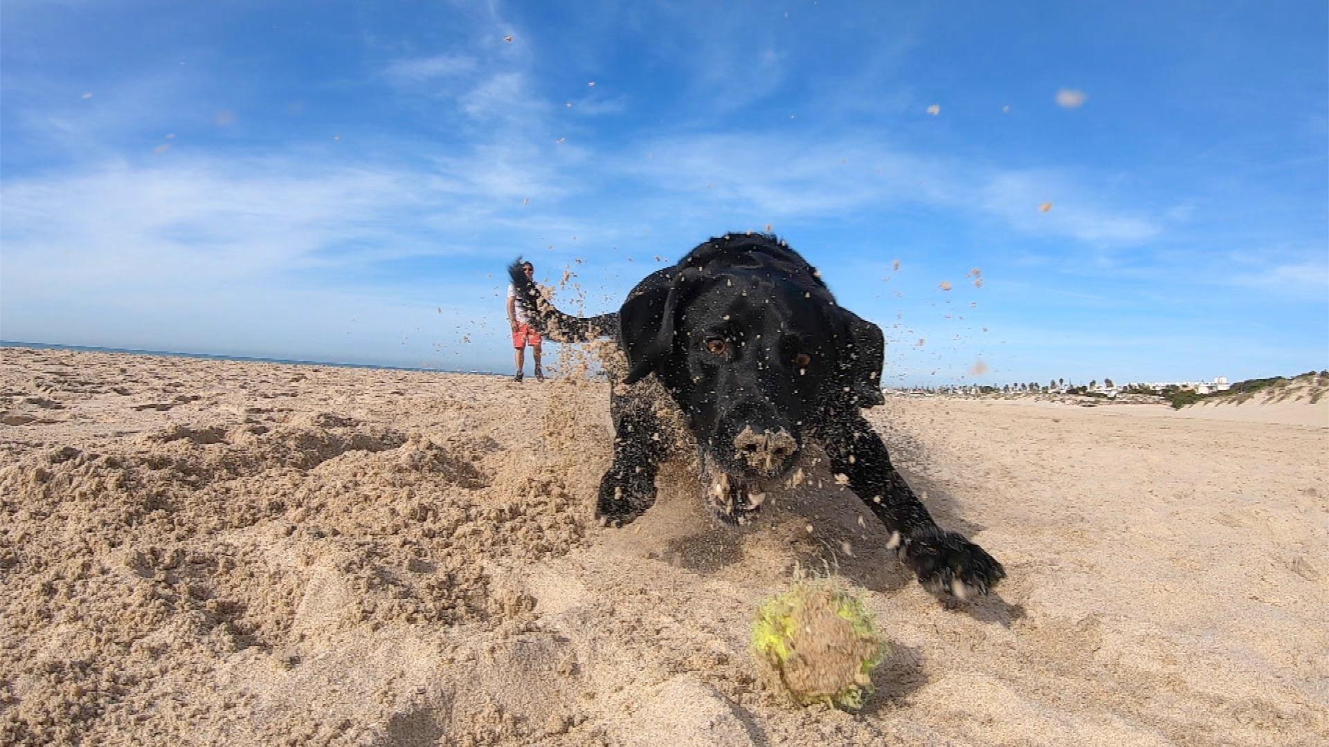 That’s my ball... | Scrolller