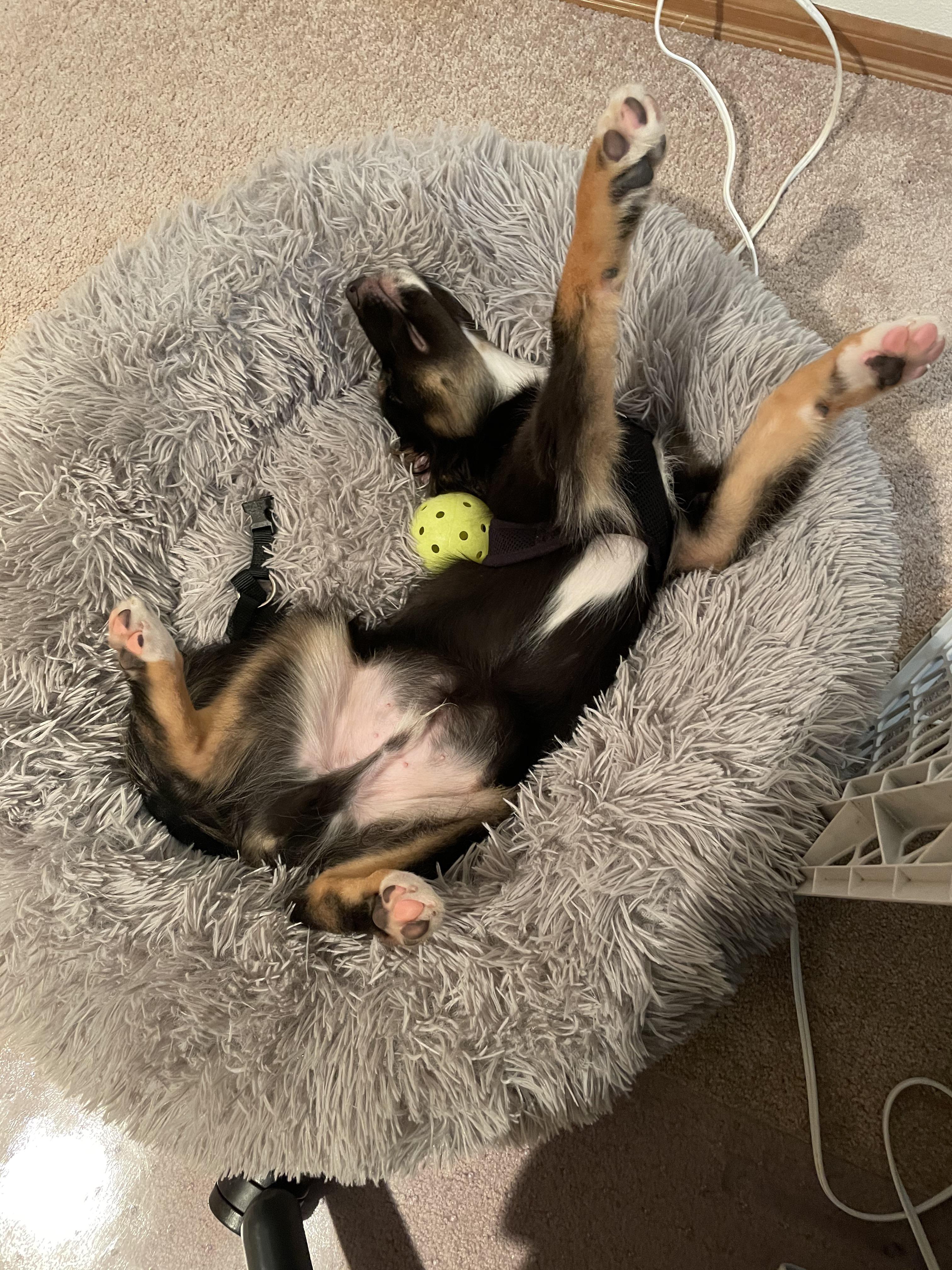 That wfh life is ruff | Scrolller