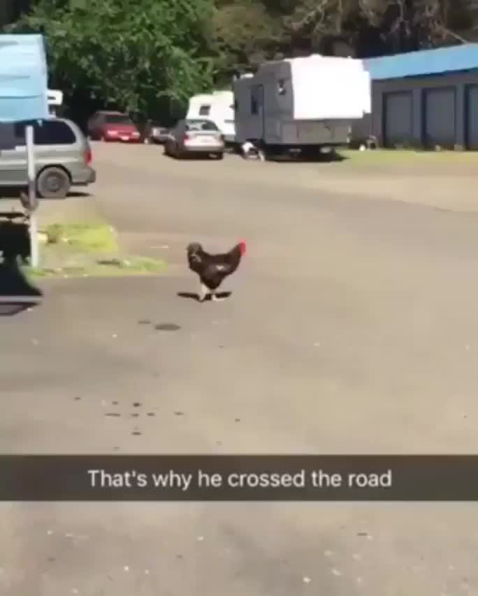 Thats why the chicken crossed the road | Scrolller