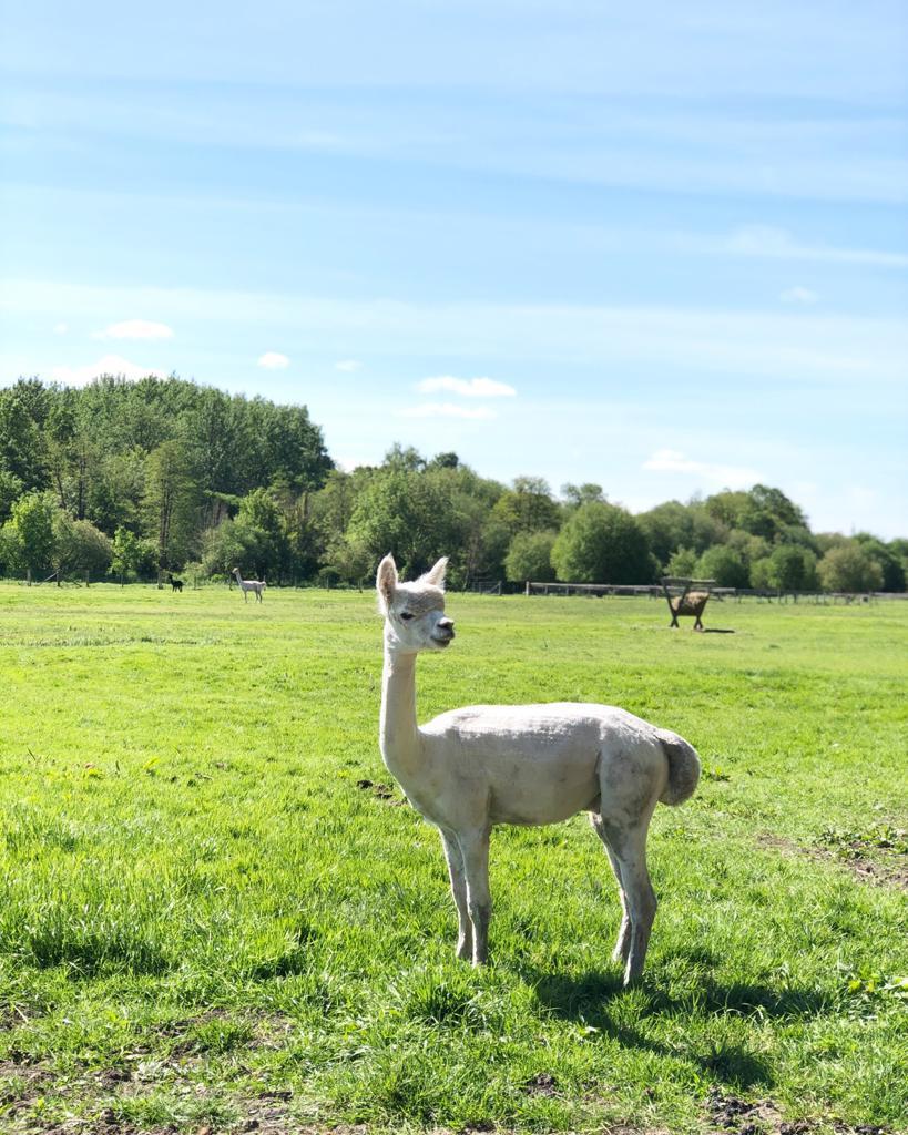 The alpacas are getting naked....shearing time!! | Scrolller