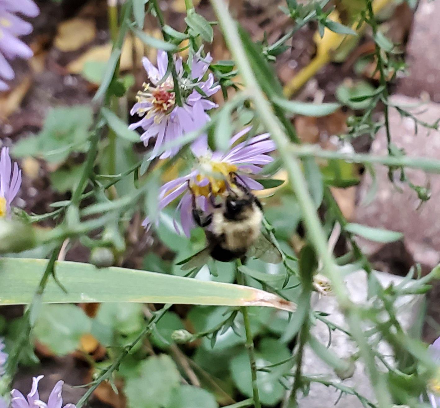 The asters are buzzing with bees... | Scrolller