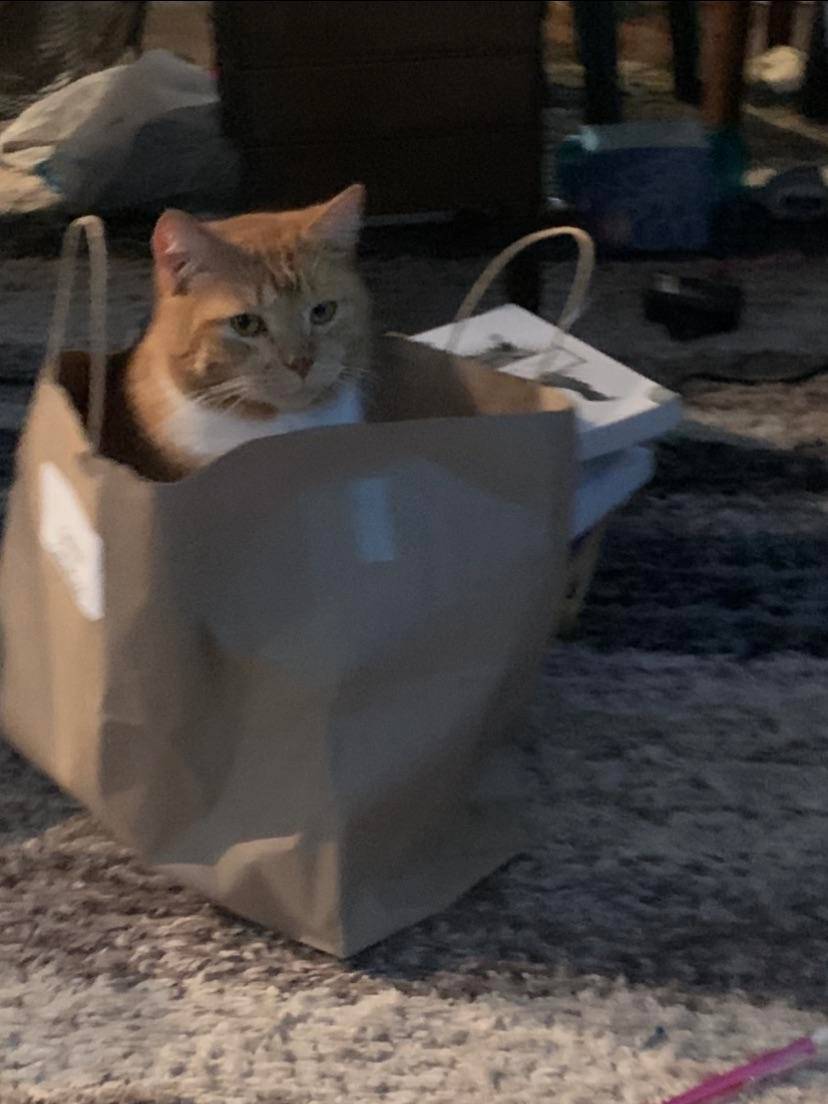 The bagged one, he awaits. | Scrolller