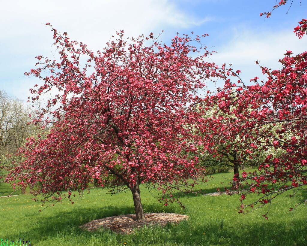 The beautiful crabapple tree! | Scrolller