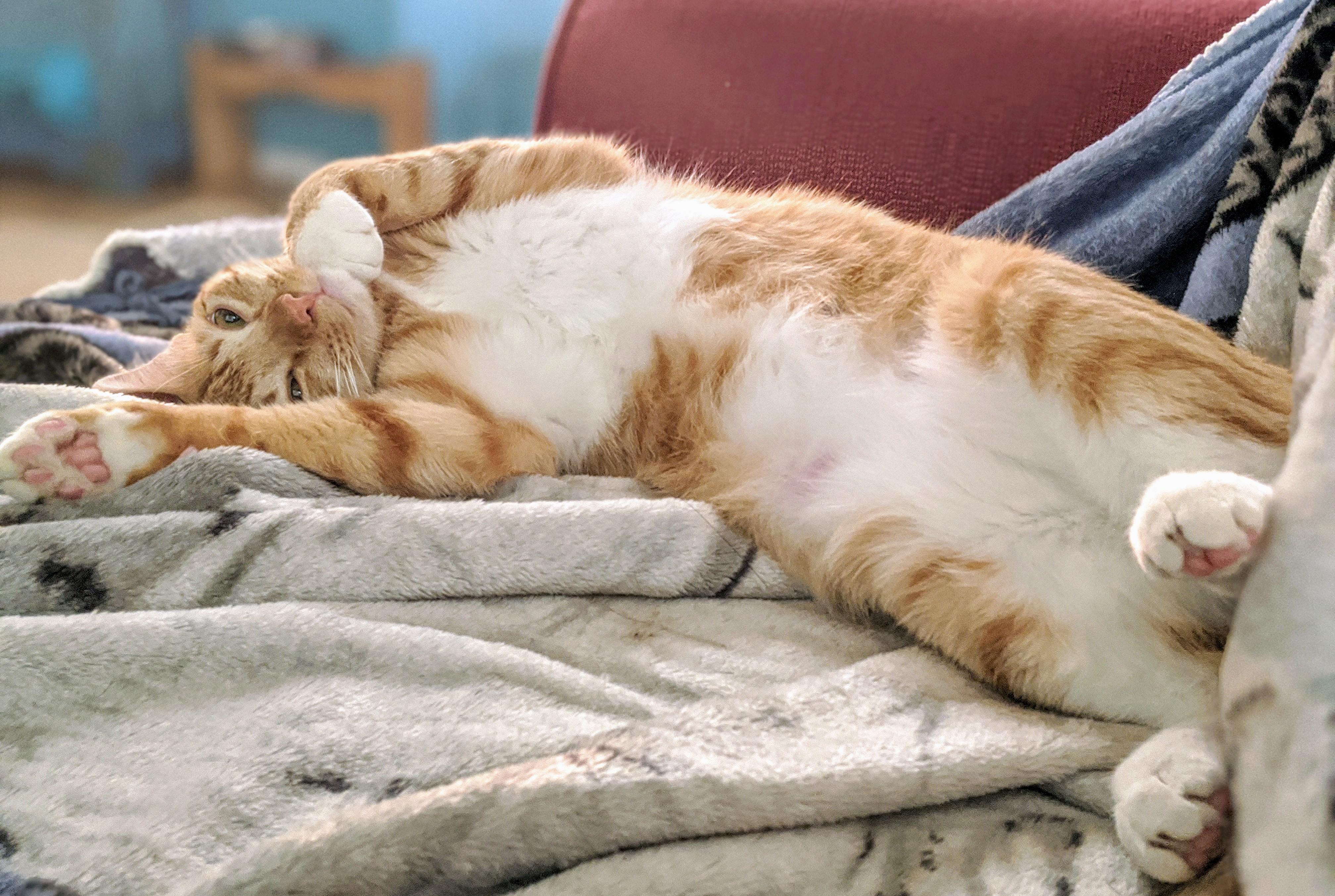 The best belly for snuggles | Scrolller